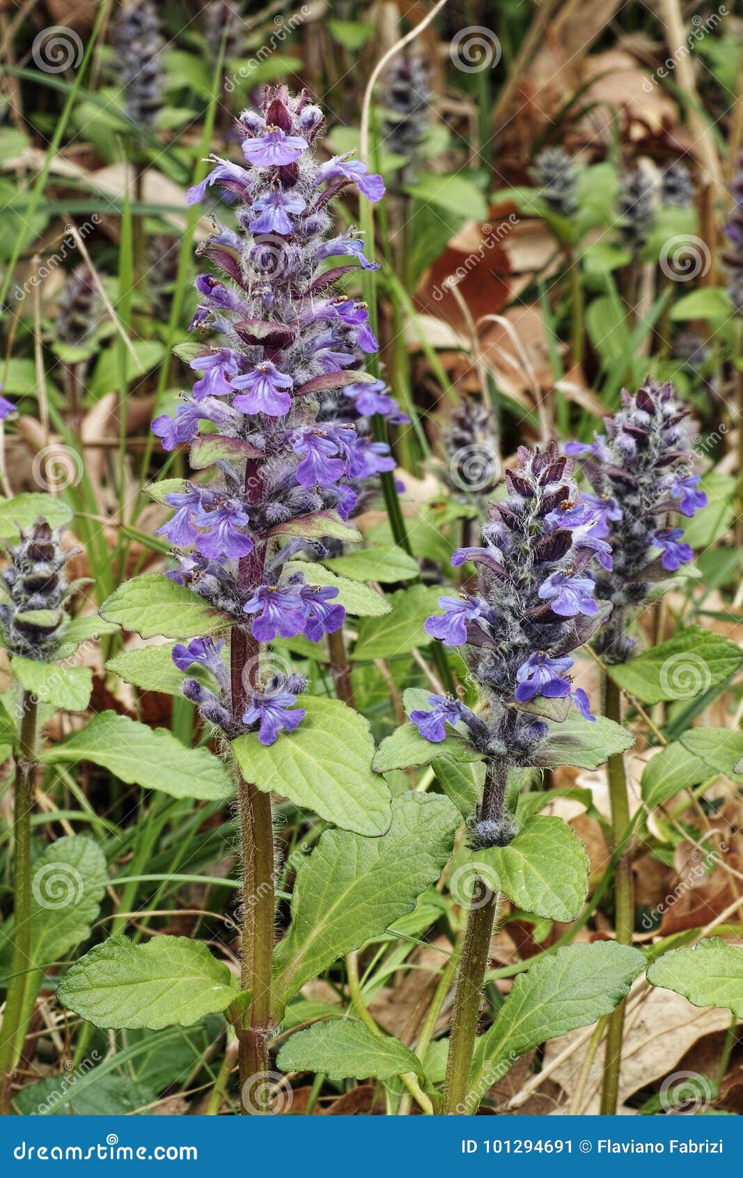 Blue bugle plants stock image. Image of carpet, plant - 101294691