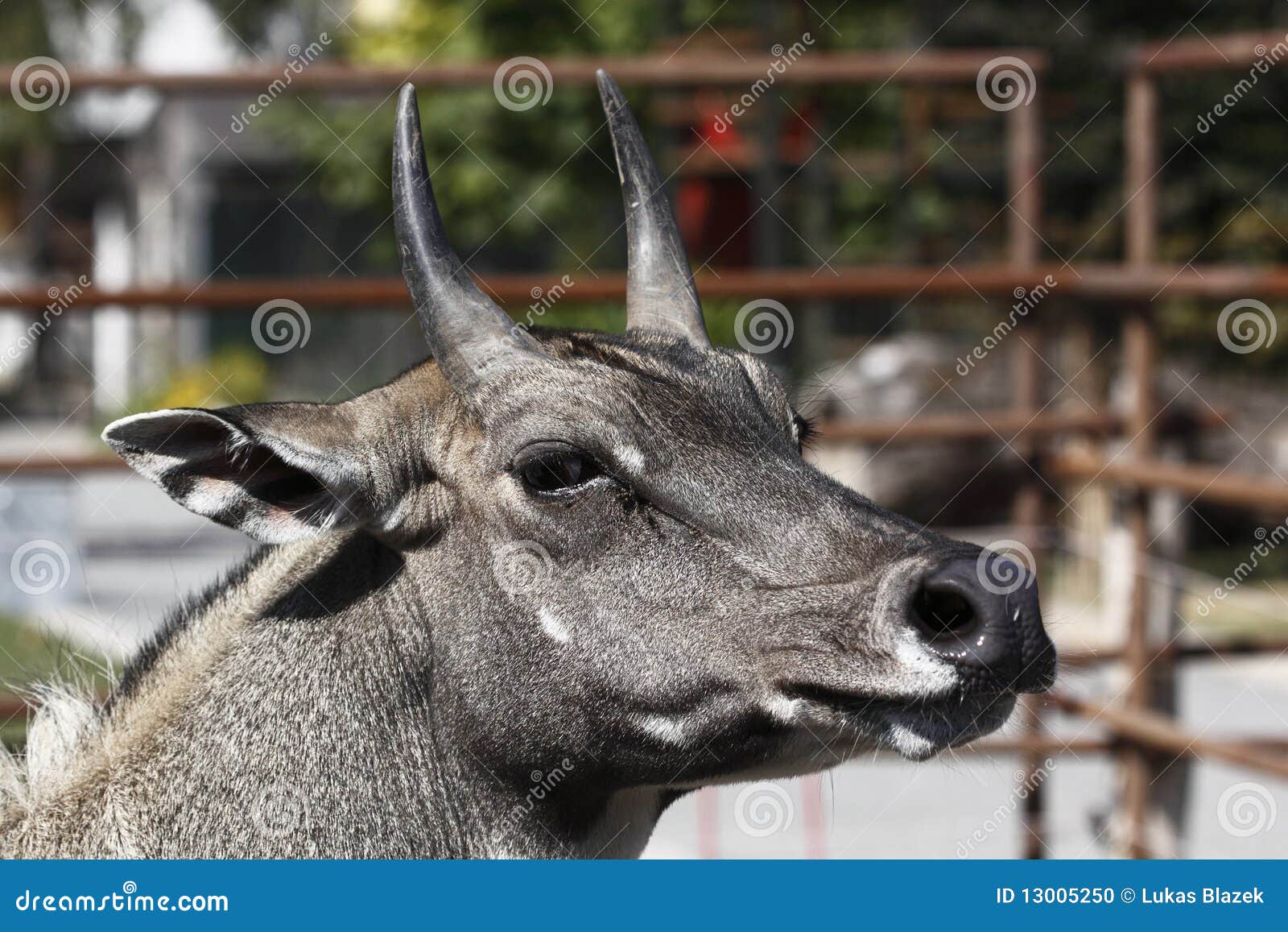 Blue bull stock photo. Image of tragocamelus, bull, wildlif - 13005250