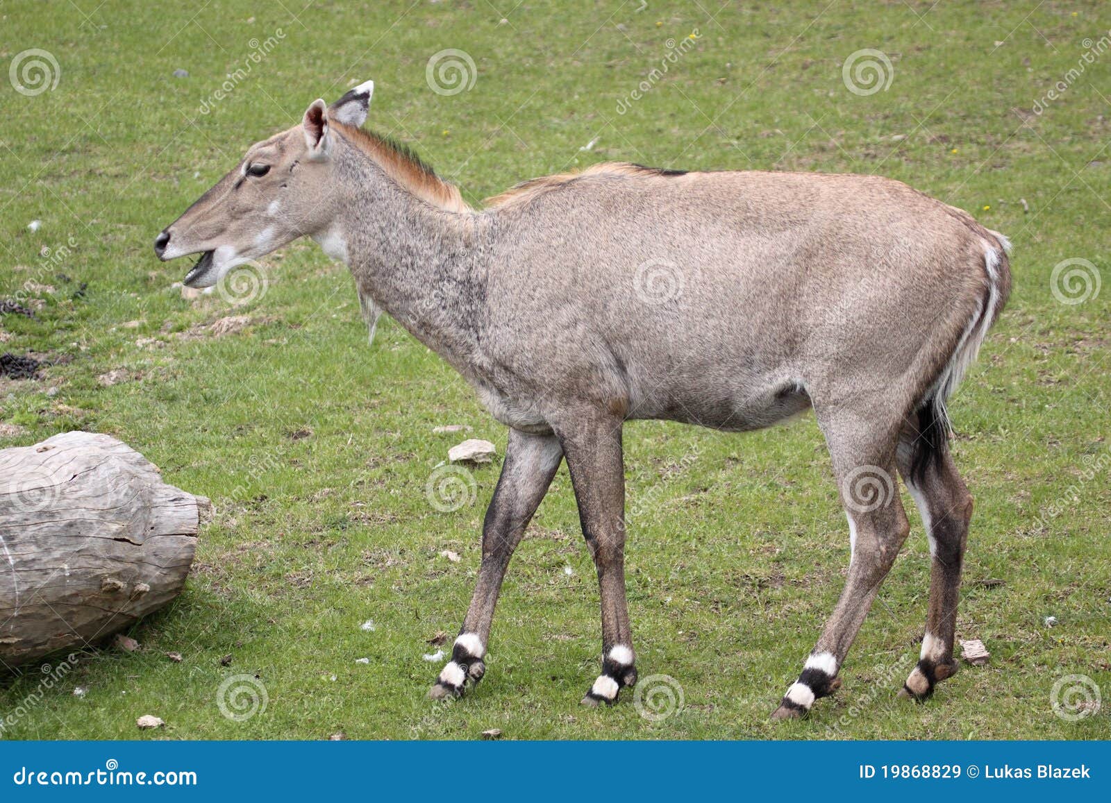 Blue bull stock image. Image of bull, pasdure, mammal - 19868829