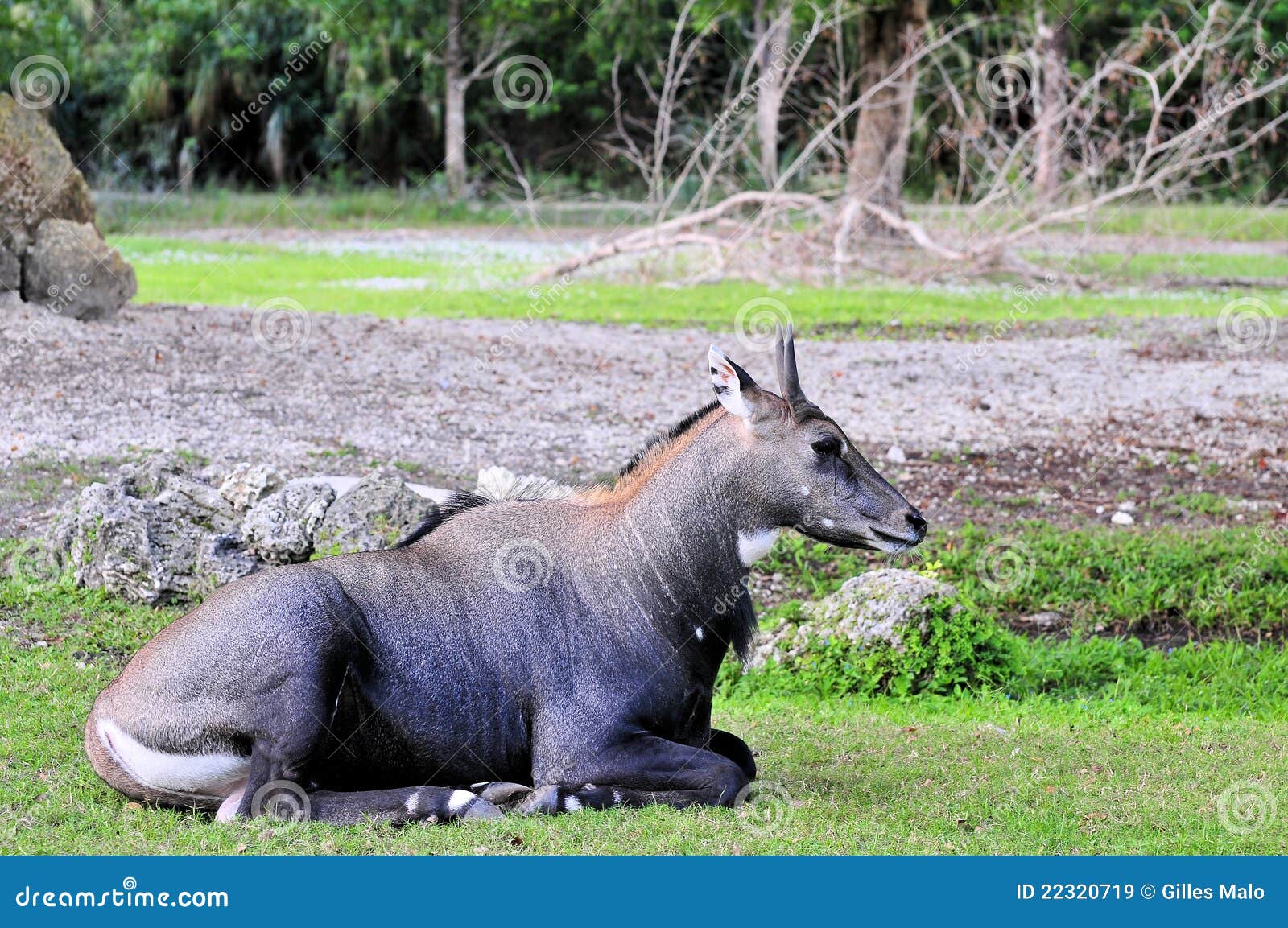 Blue Bull Antelope stock image. Image of nature, ground - 22320719