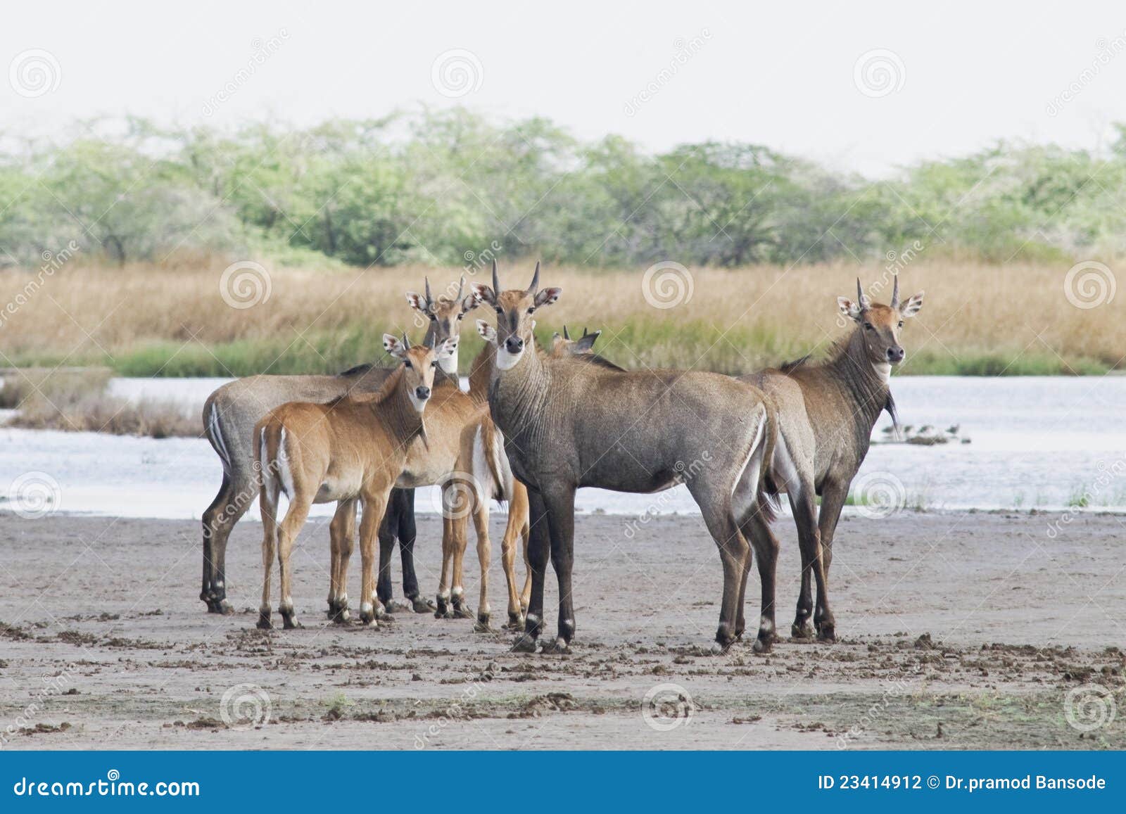 Blue bull family stock photo. Image of herbivor, bull - 23414912