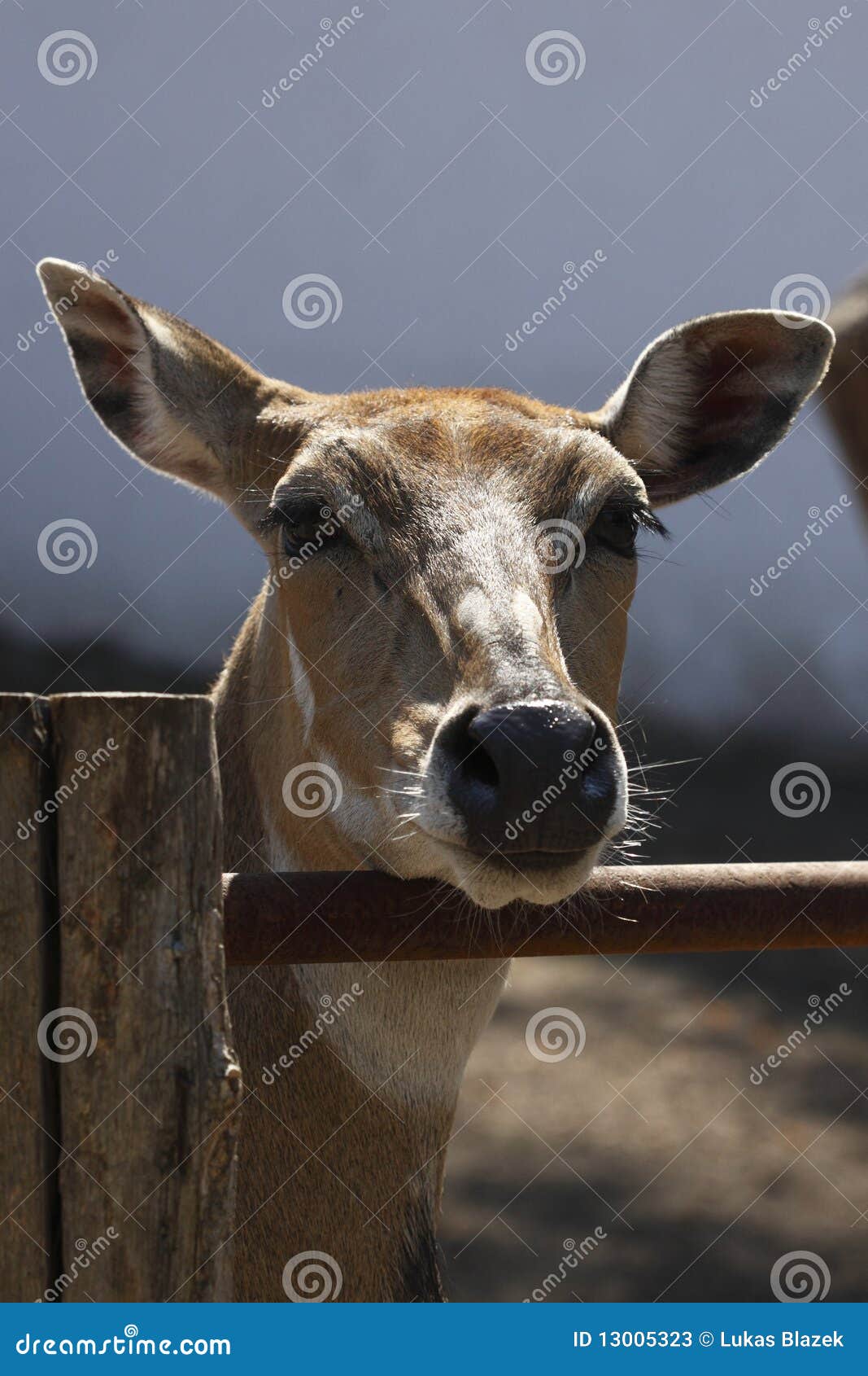 Blue bull female stock image. Image of nilgai, tragocamelus - 13005323