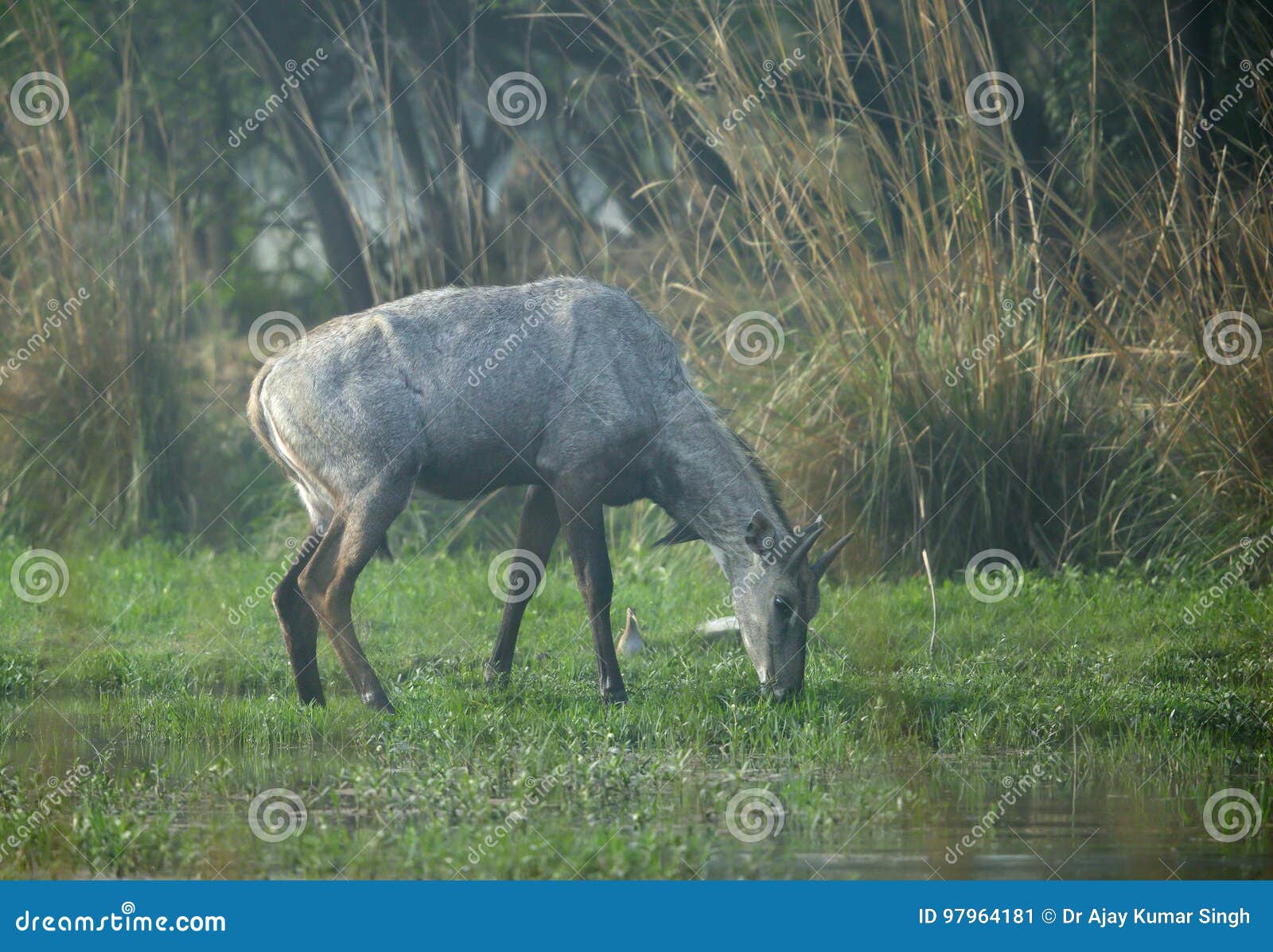 Blue Bull in Sultanpur Bird Sanctuary Stock Image - Image of gurgaon ...