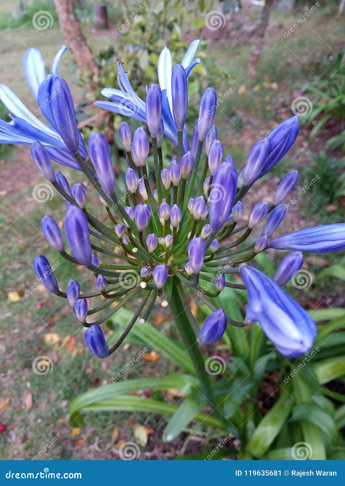 Blue bullet stock image. Image of blossoms, fower, bullet - 119635681
