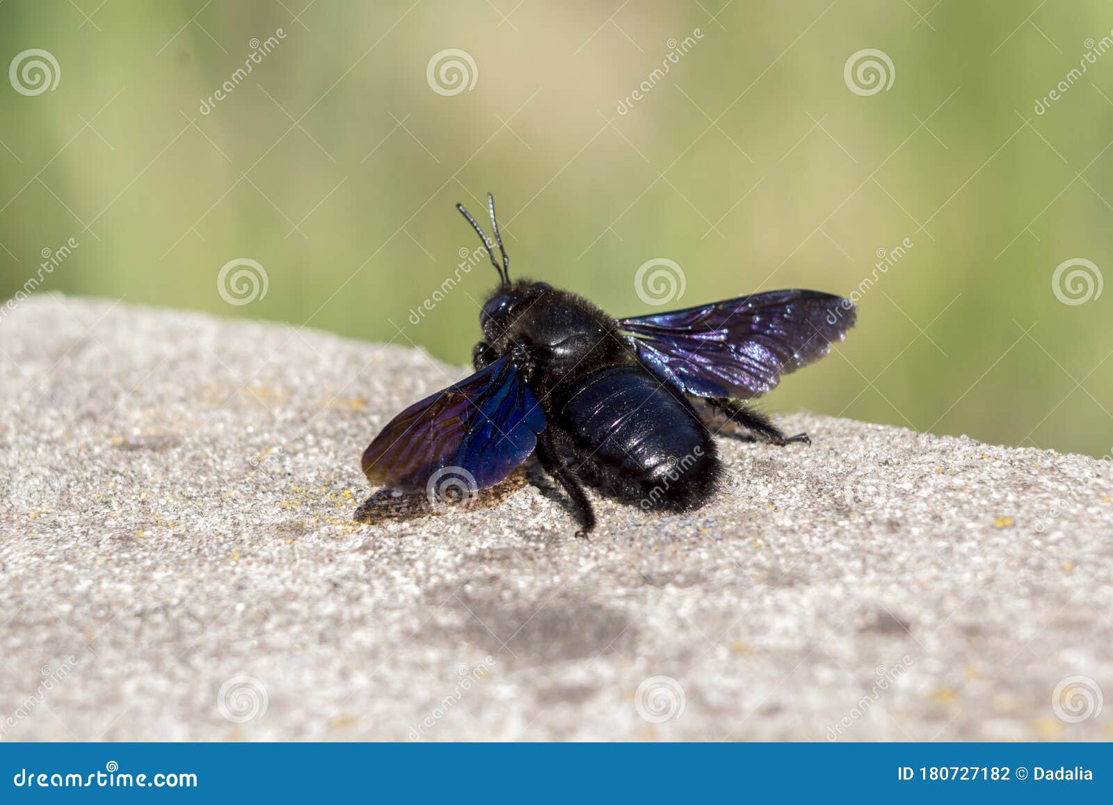 Blue Bumblebee Xylocopa Violacea Stock Photo - Image of insect, wild ...