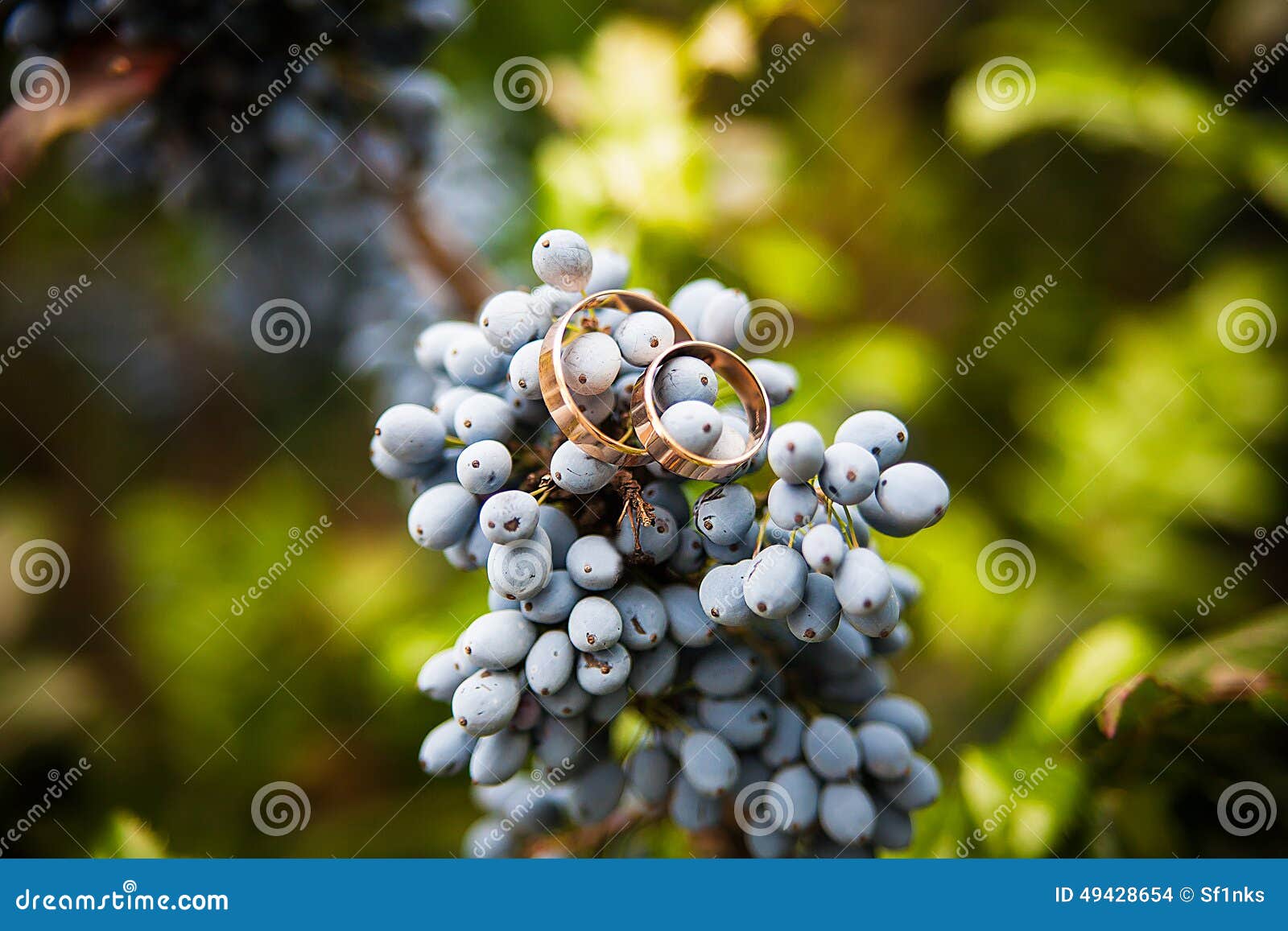 261 Rings Grapes Stock Photos - Free & Royalty-Free Stock Photos from ...
