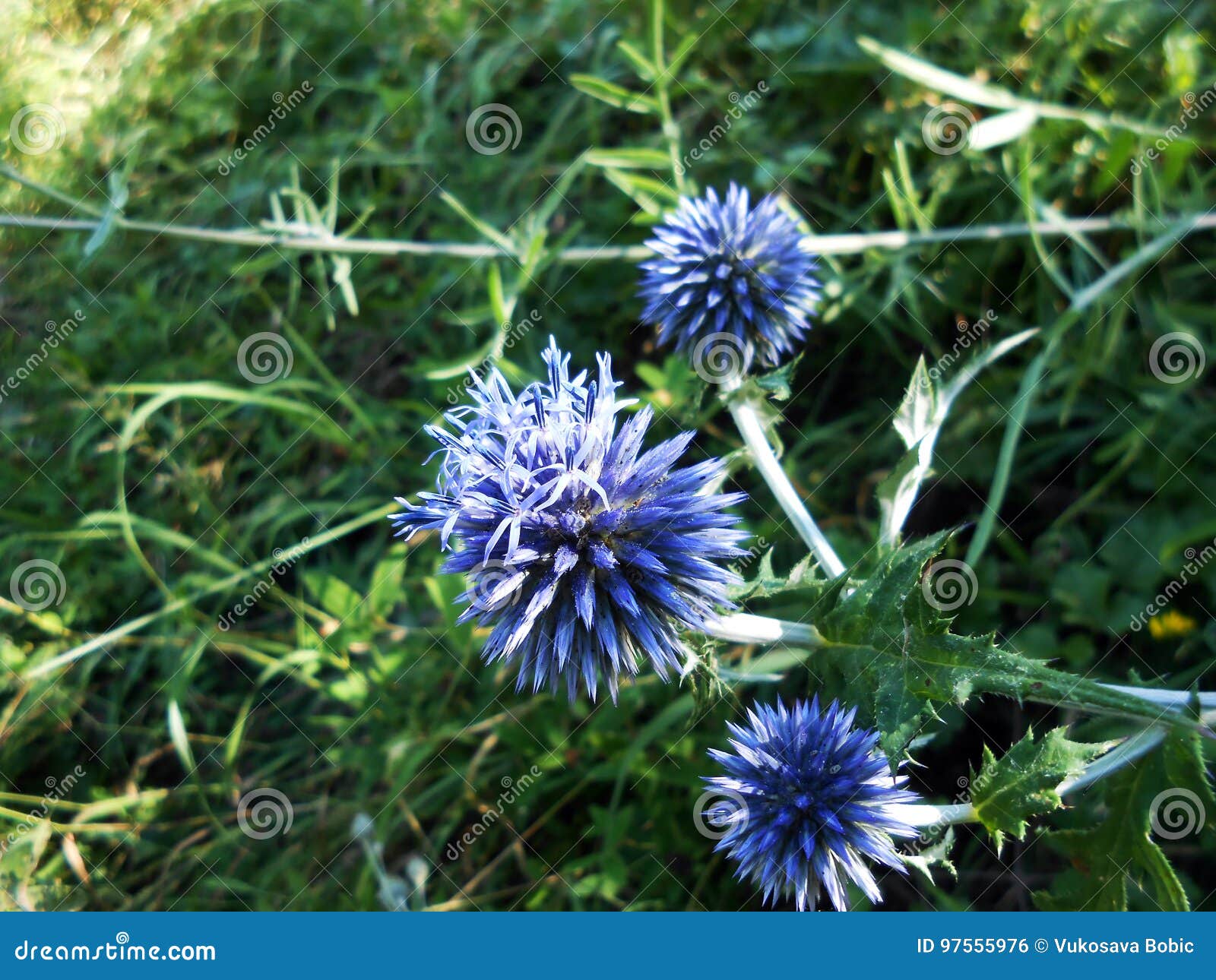 Blue bur stock photo. Image of summer, flower, wild, plant - 97555976