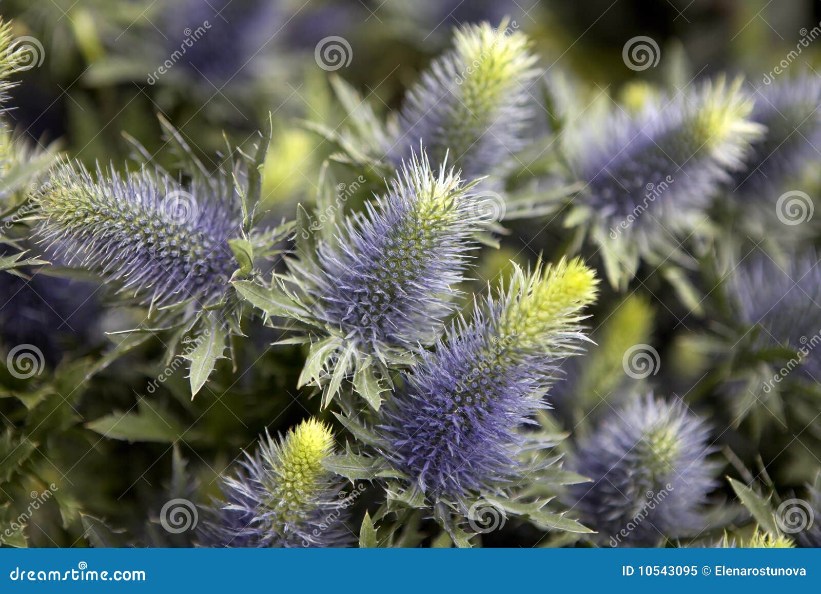 Blue burr stock image. Image of barbnosegay, outdoor - 10543095