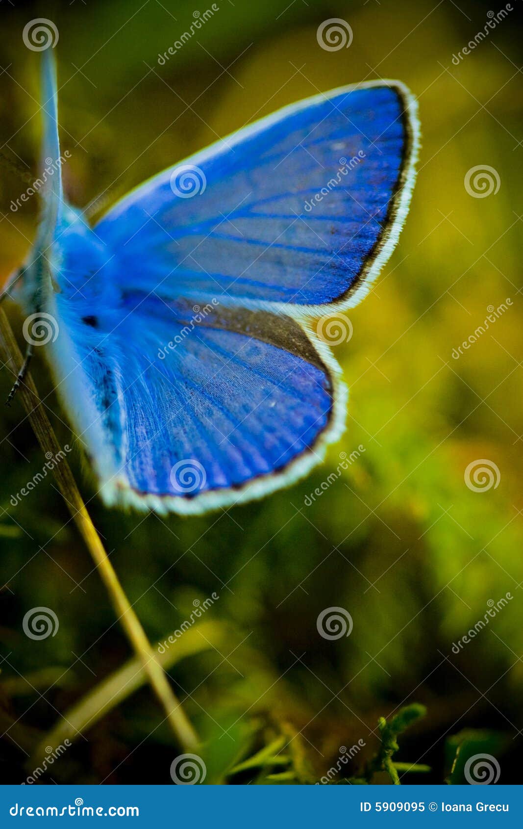 Blue buterrfly stock image. Image of open, nature, blue - 5909095
