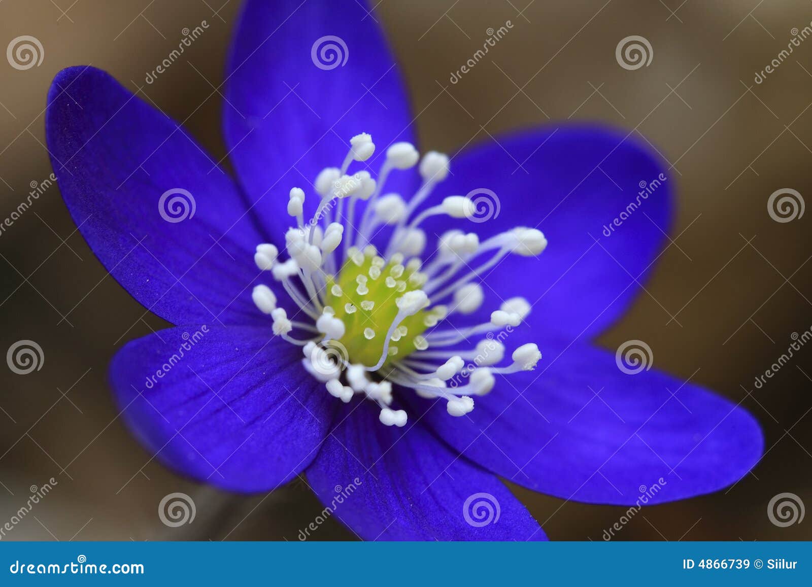 Blue buttercup stock image. Image of common, flowering - 4866739
