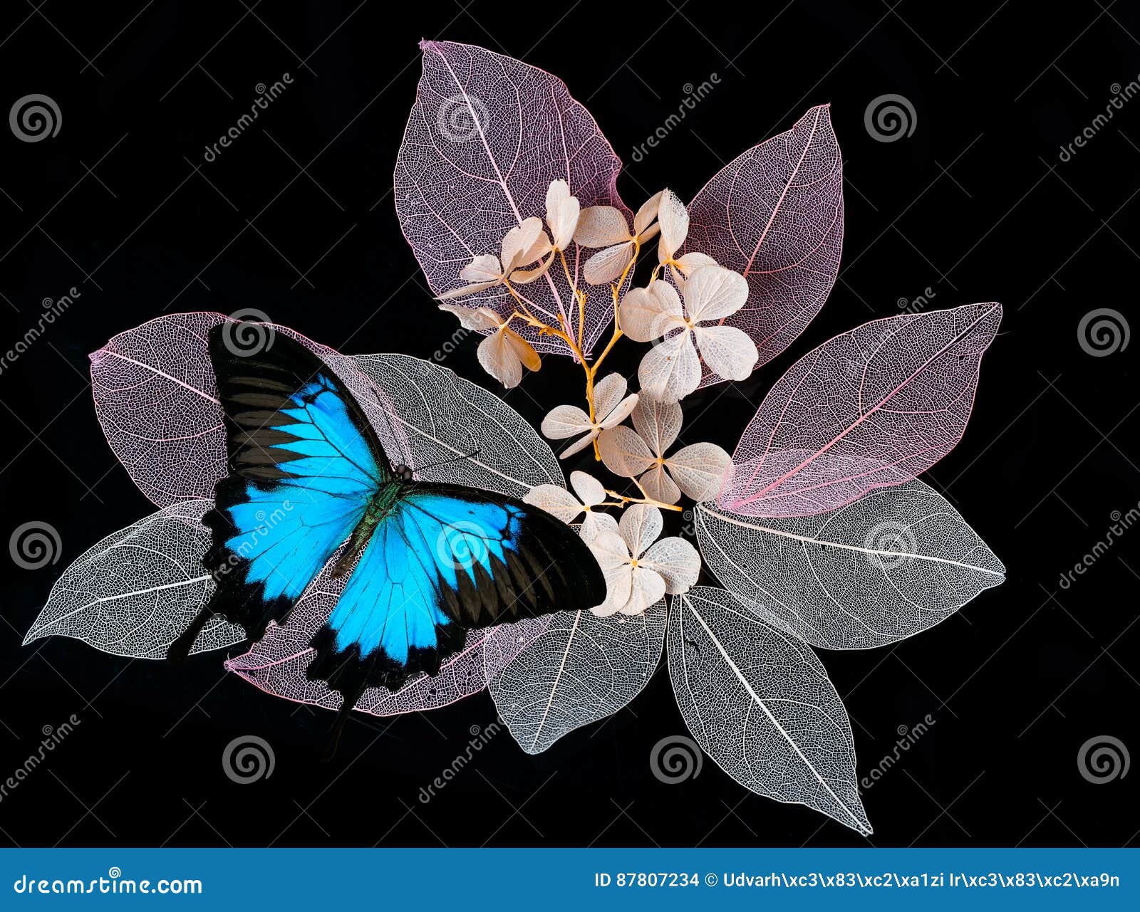 Two Blue Butterflies Sitting On Bright Sunny Yellow Meado Royalty-Free ...