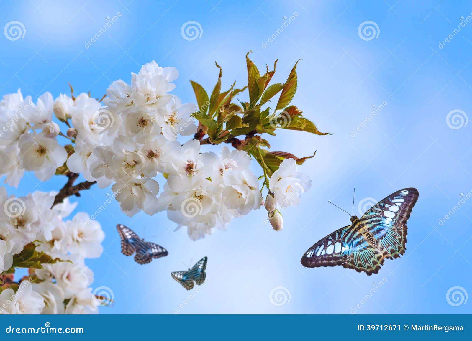 Blue Butterflies Flying Around a Blossoming Tree Stock Image - Image of ...