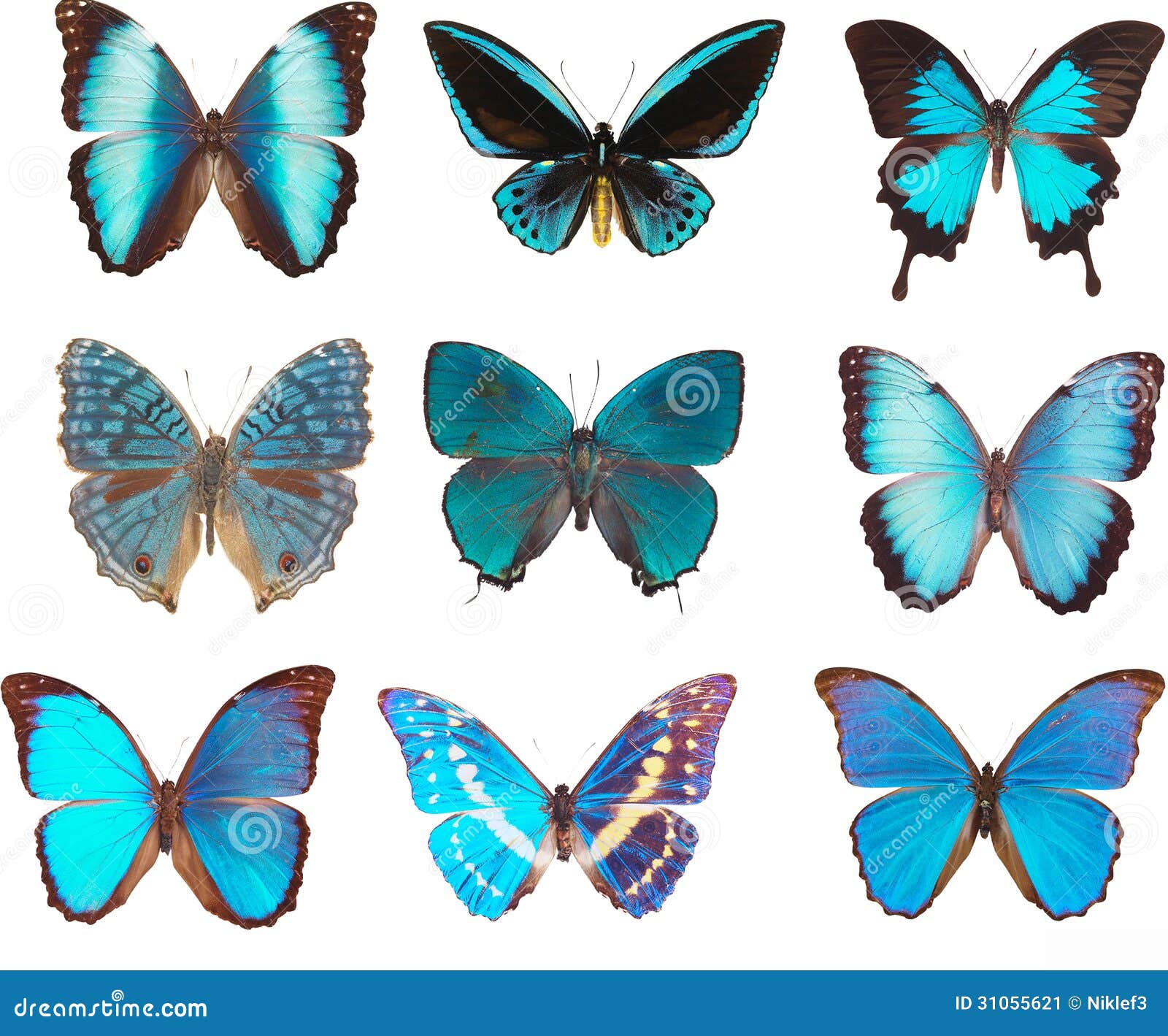 Blue butterflies stock image. Image of white, color, butterfly - 31055621
