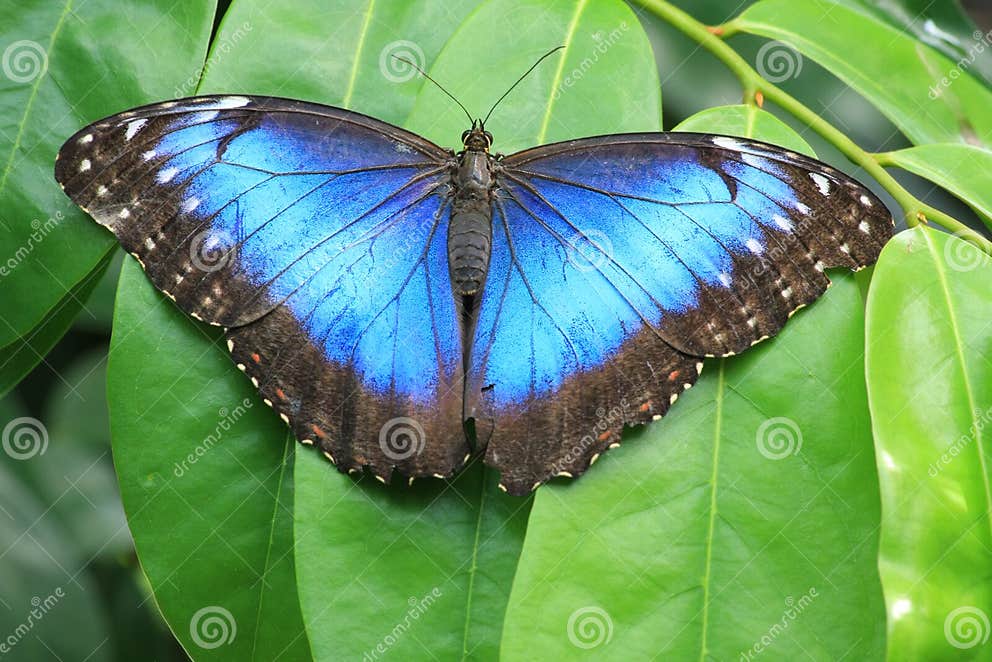 Blue butterfly stock image. Image of black, feeler, animal - 10050175