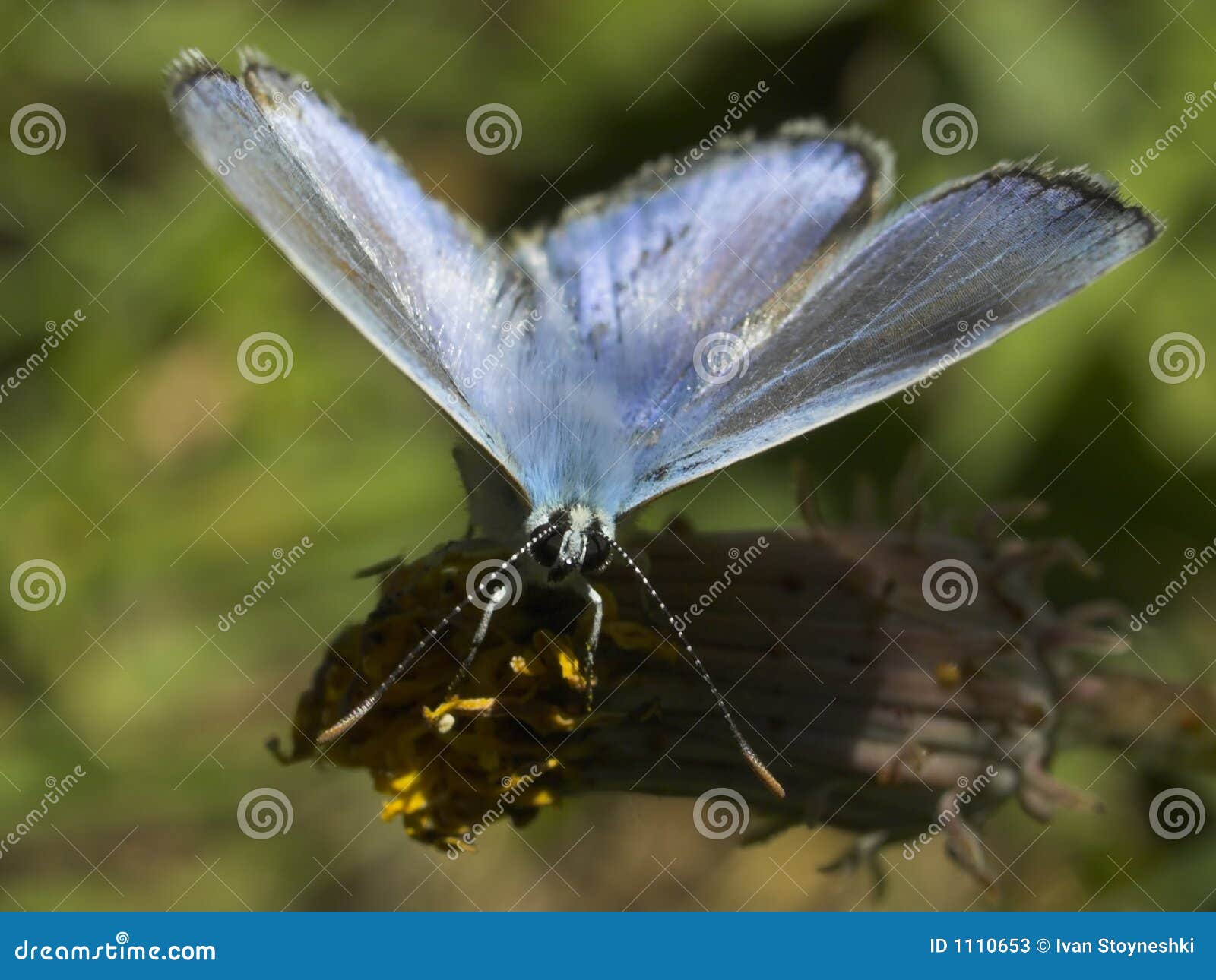 Blue Butterfly stock image. Image of insect, plant, feelers - 1110653