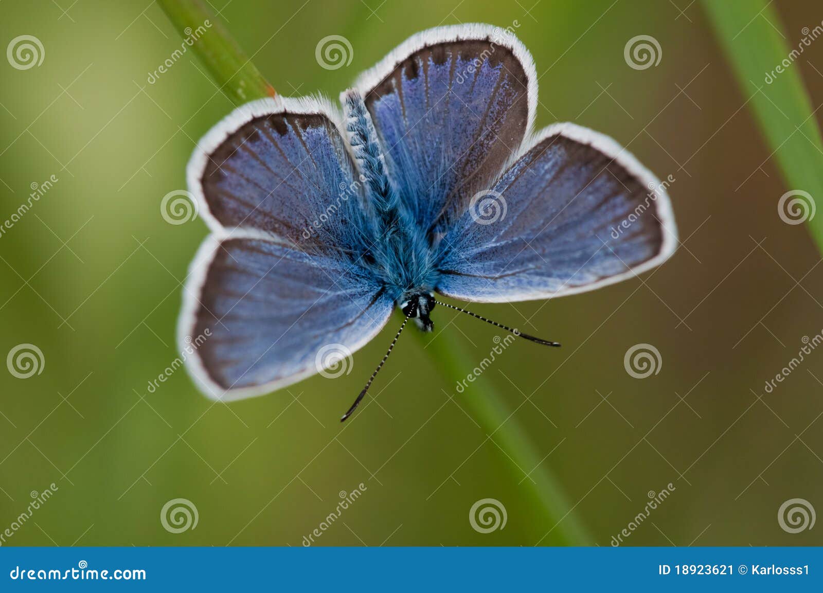 Blue butterfly stock image. Image of insect, life, fluffy - 18923621