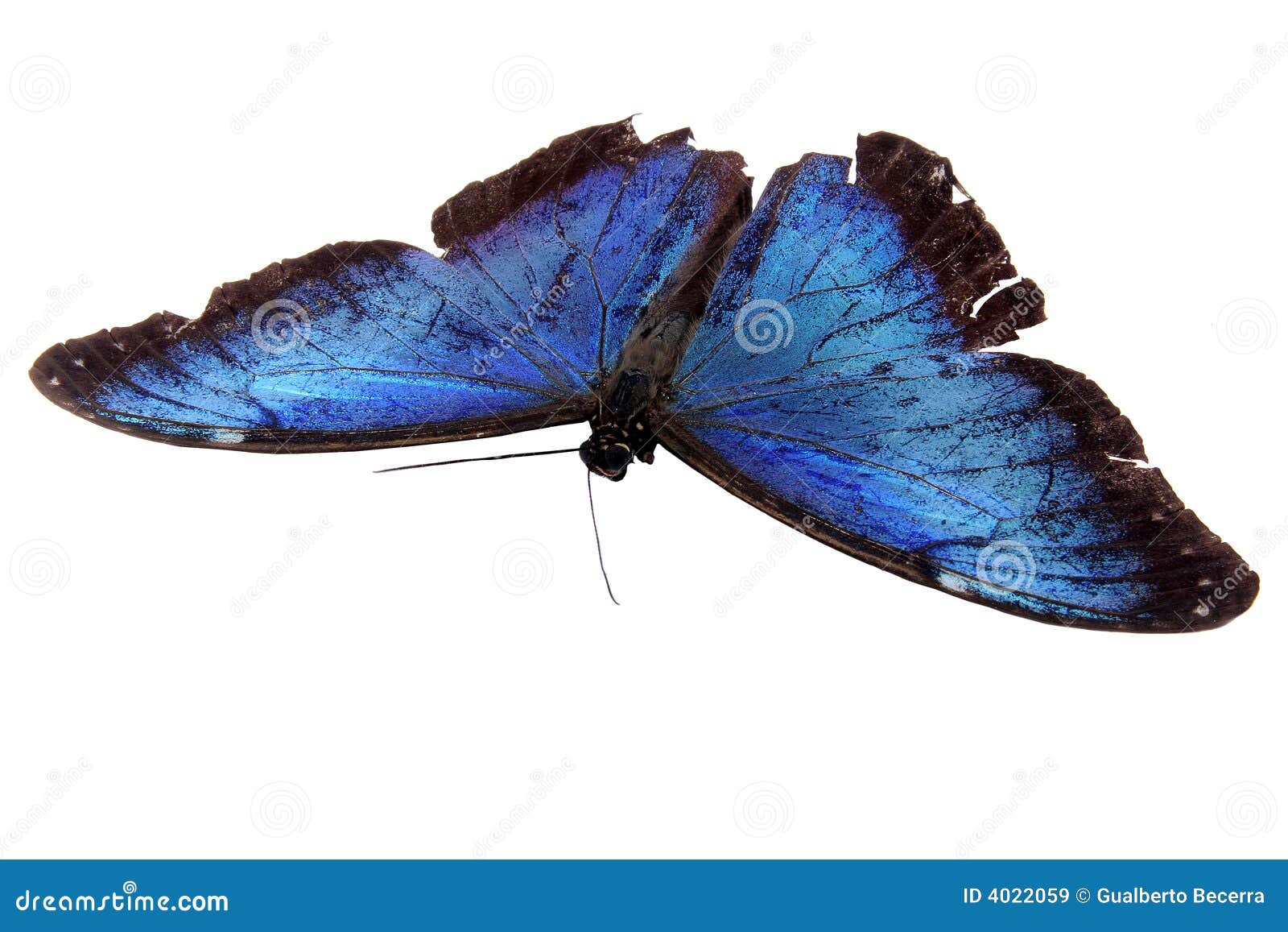 Blue Butterfly stock image. Image of nature, flight, summer - 4022059