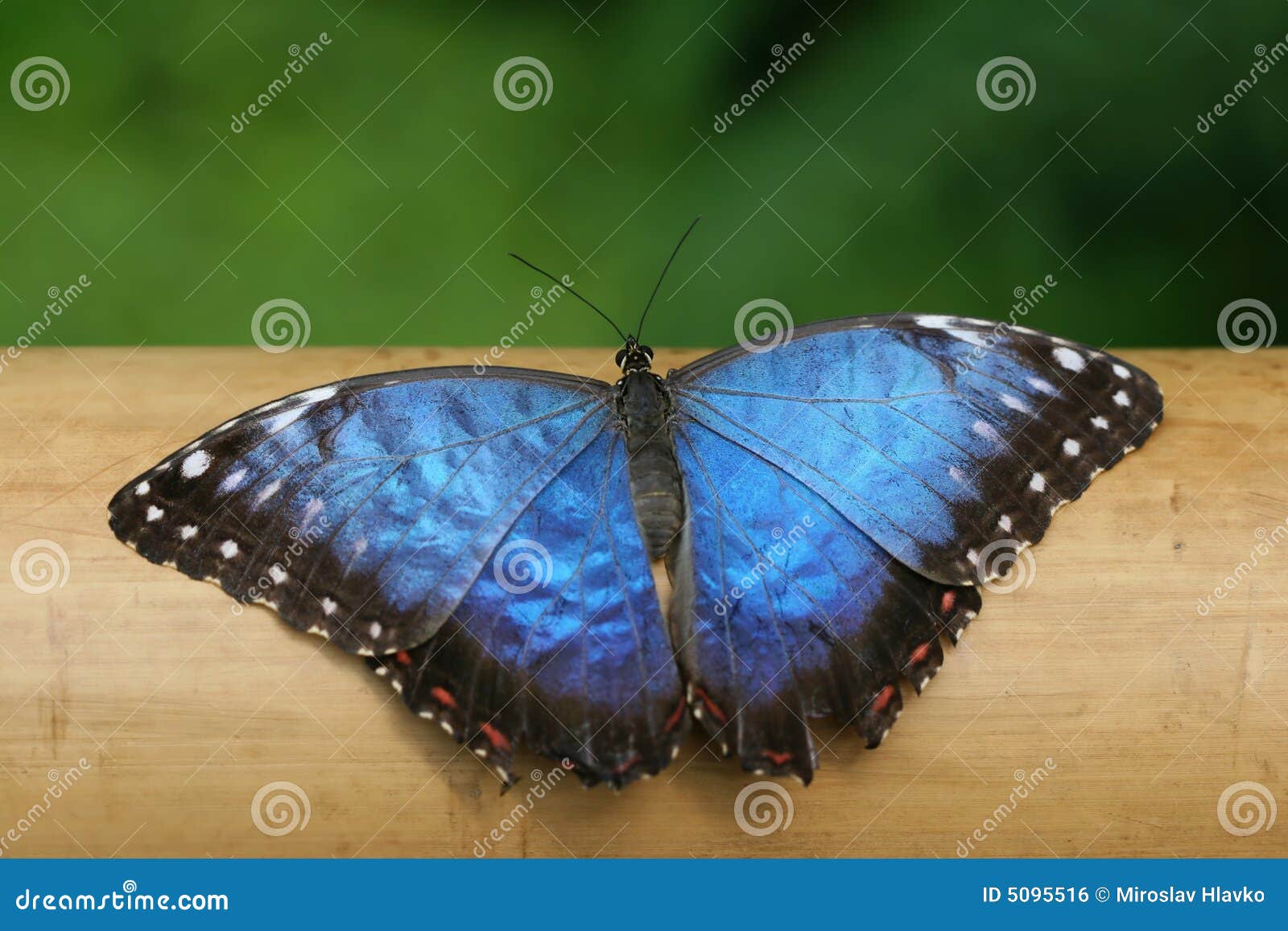 Blue butterfly stock photo. Image of wildlife, multifarious - 5095516