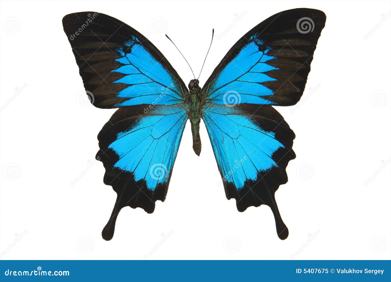 Blue Butterfly Royalty Free Stock Photo - Image: 5407675