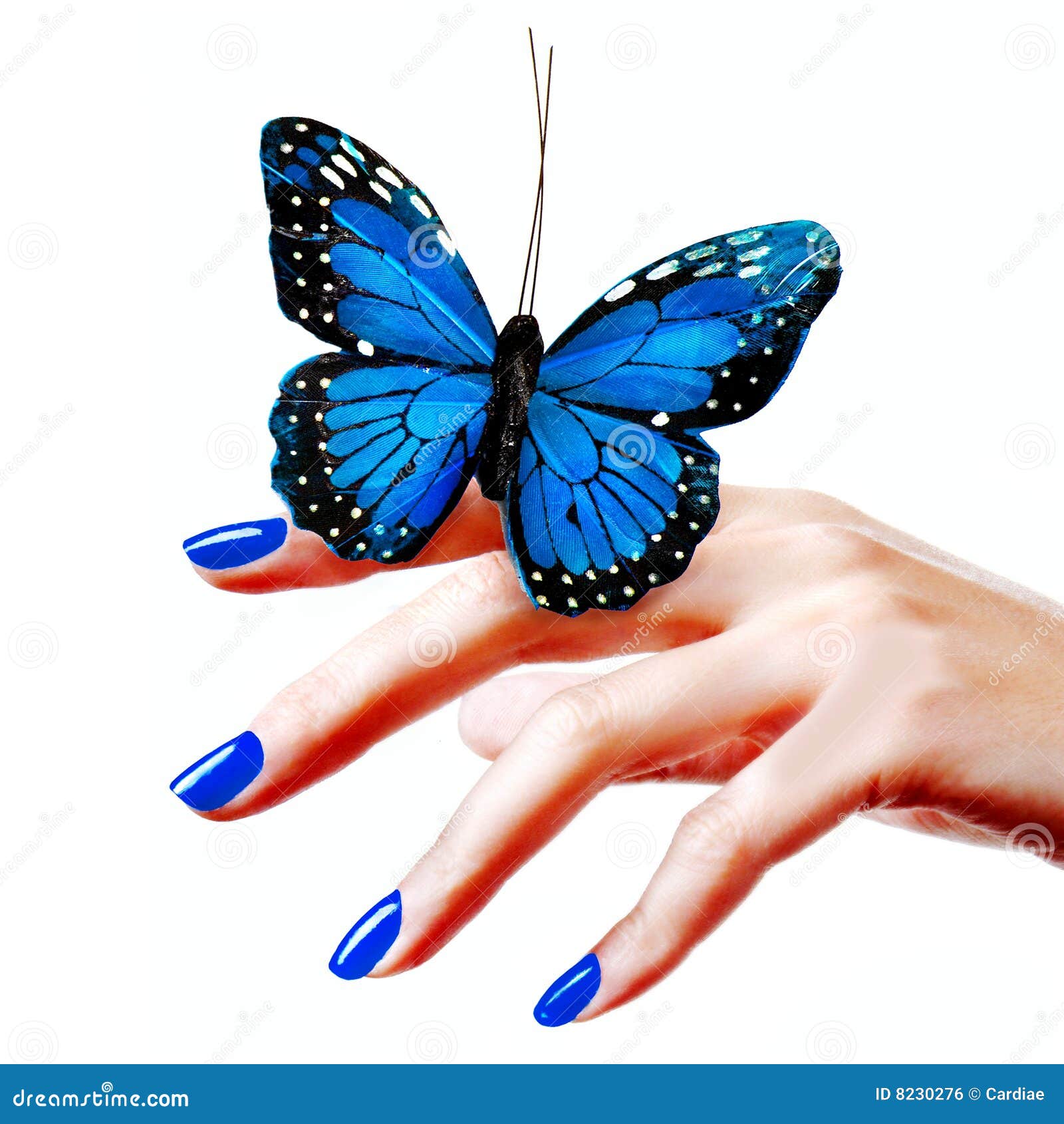Blue butterfly stock photo. Image of colorful, beautiful - 8230276