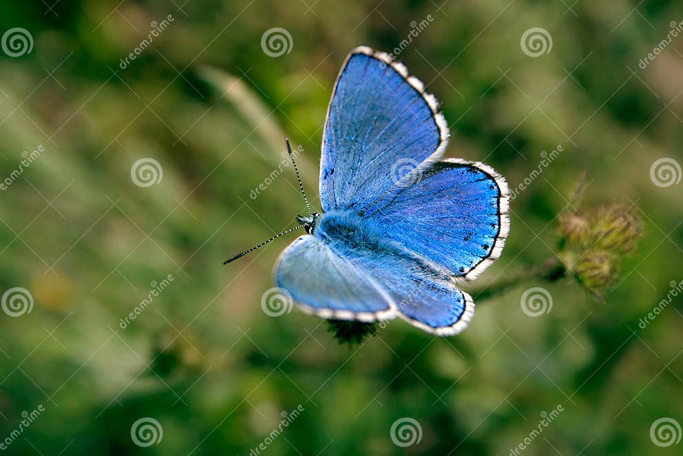 Blue butterfly stock image. Image of beauty, summer, butterfly - 825047