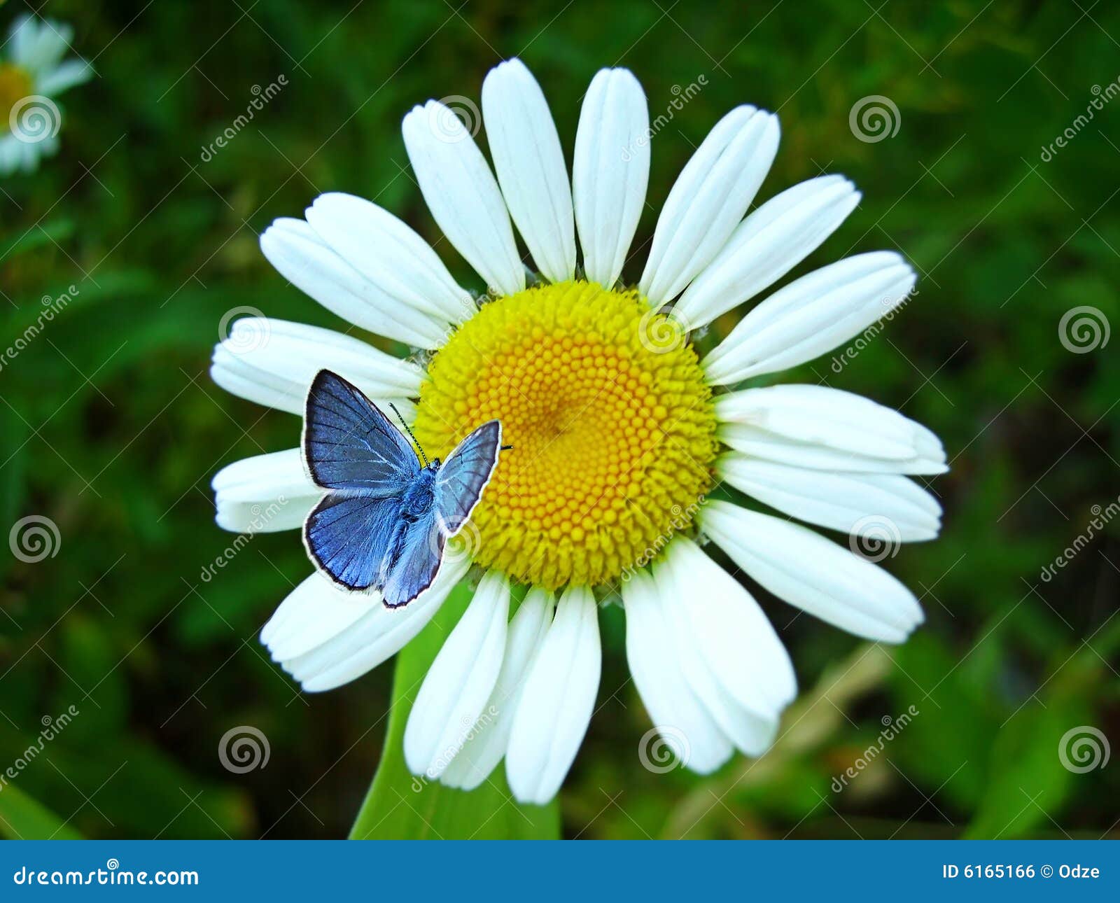 Blue butterfly and flower stock photo. Image of flower - 6165166