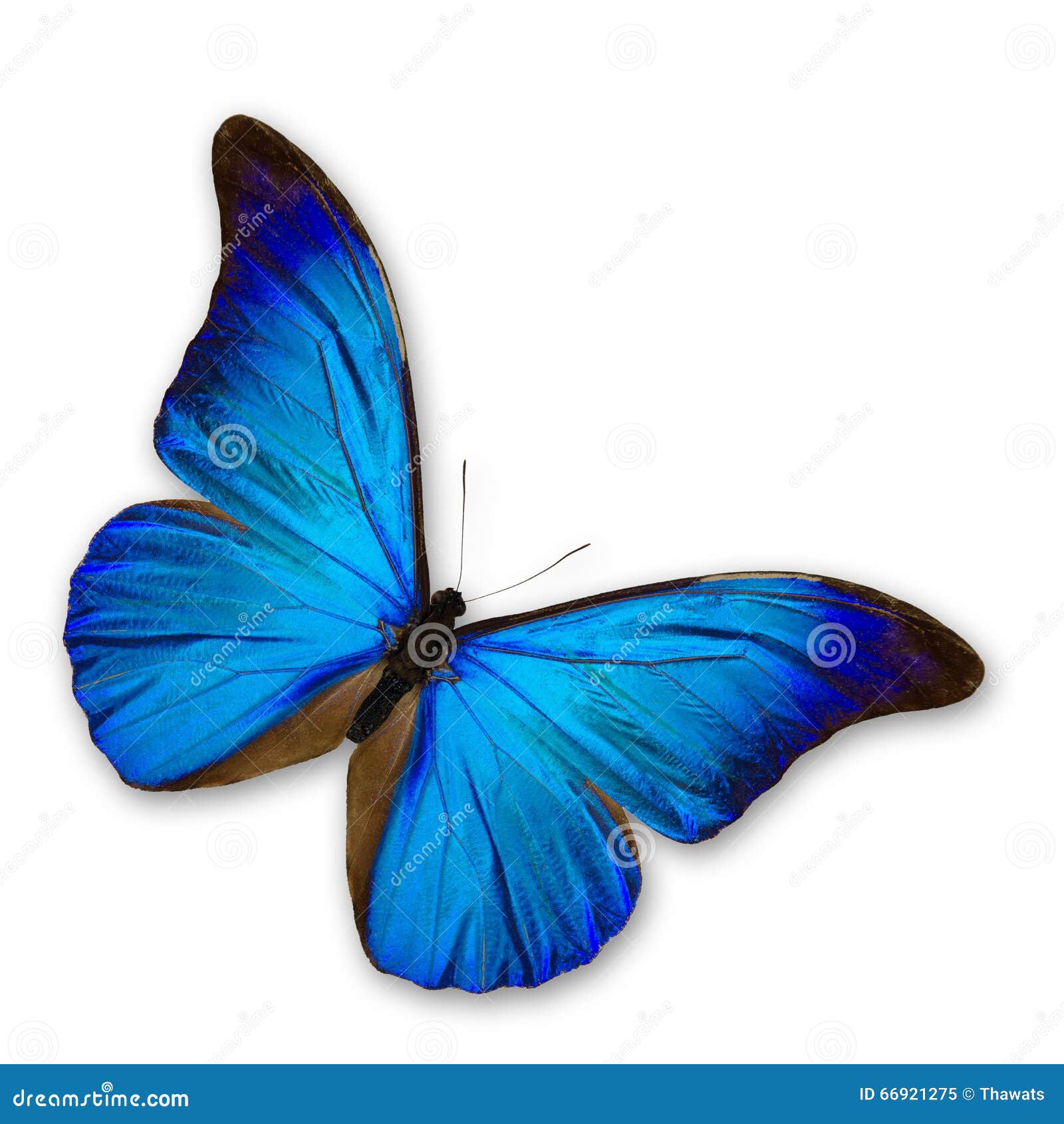 Blue Butterfly stock image. Image of vibrant, color, beautiful - 66921275 Blue Butterfly stock image. Image of vibrant, color, beautiful - 66921275