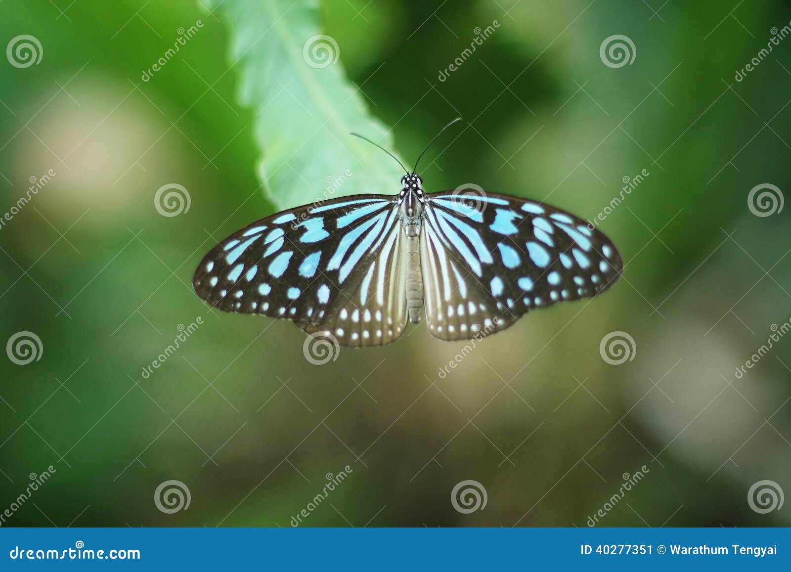 Blue Butterfly stock image. Image of spring, vibrant - 40277351