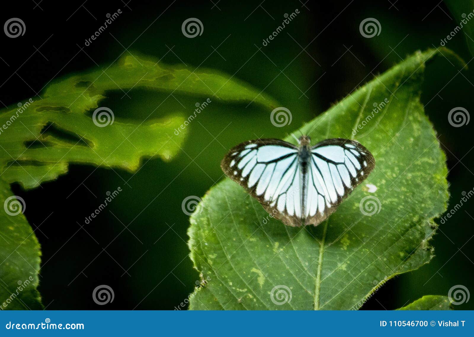 Blue Butterfly on Green Leaf Stock Photo - Image of butterfly, outdoors ...