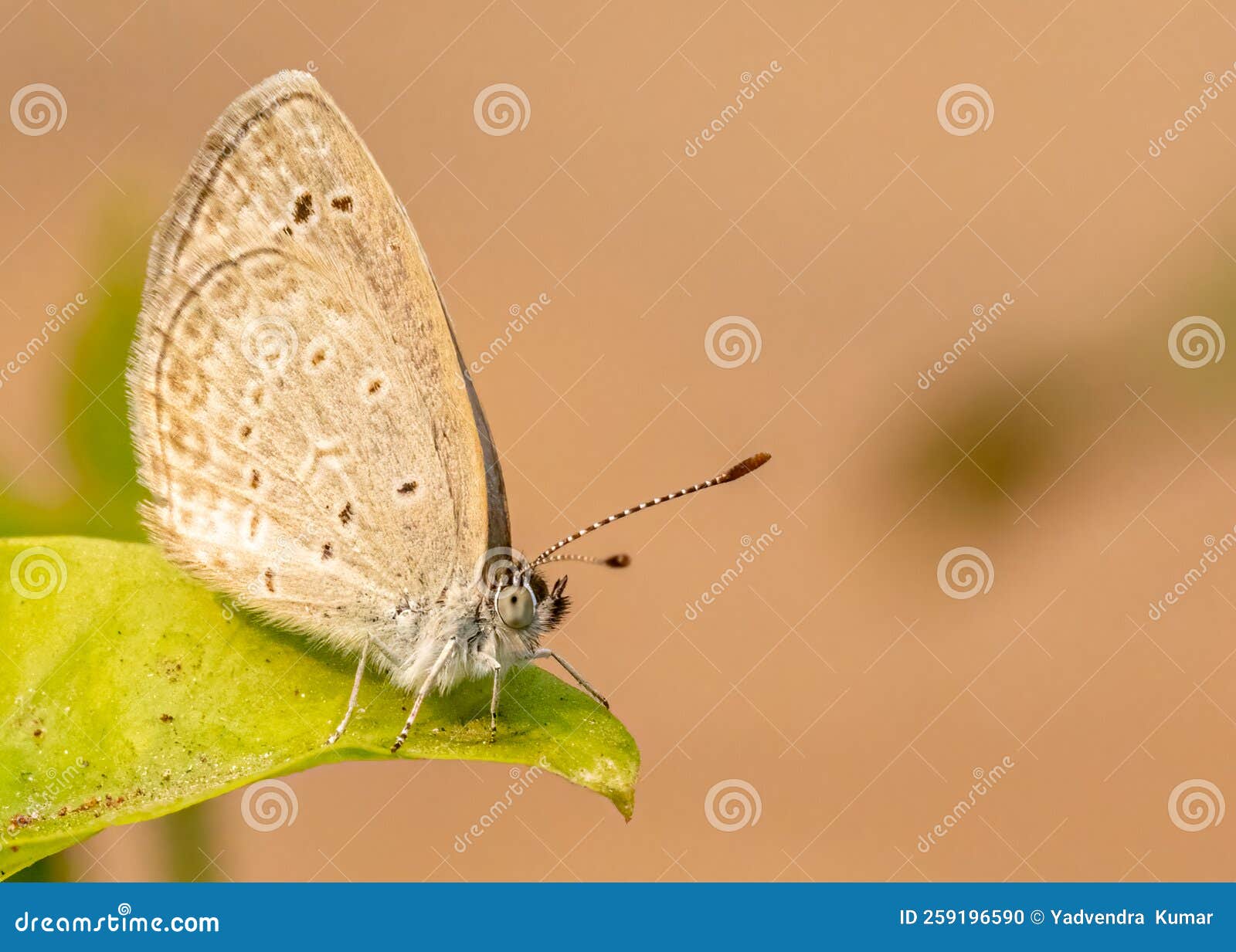 A Blue butterfly on a leaf stock photo. Image of nature - 259196590