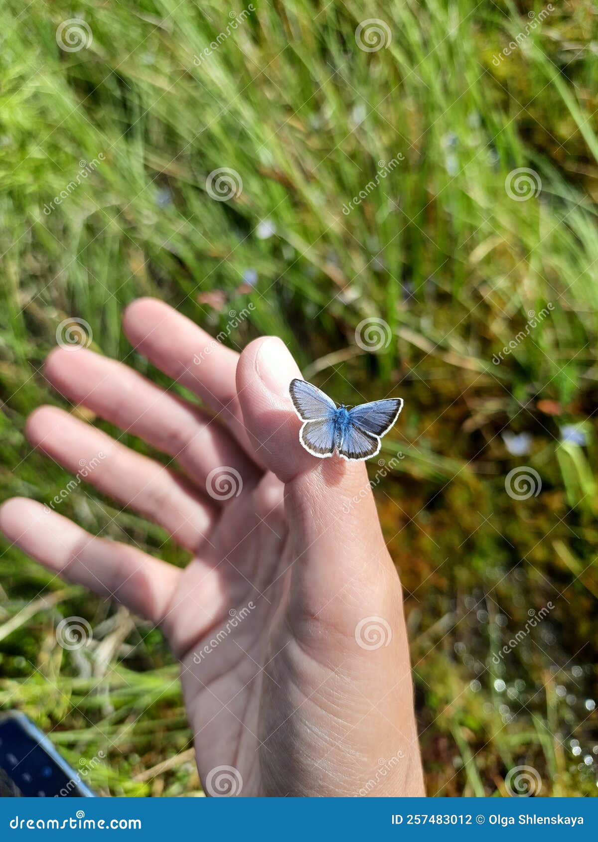Blue Butterfly on the Hand in the Swamp Stock Photo - Image of leaf ...
