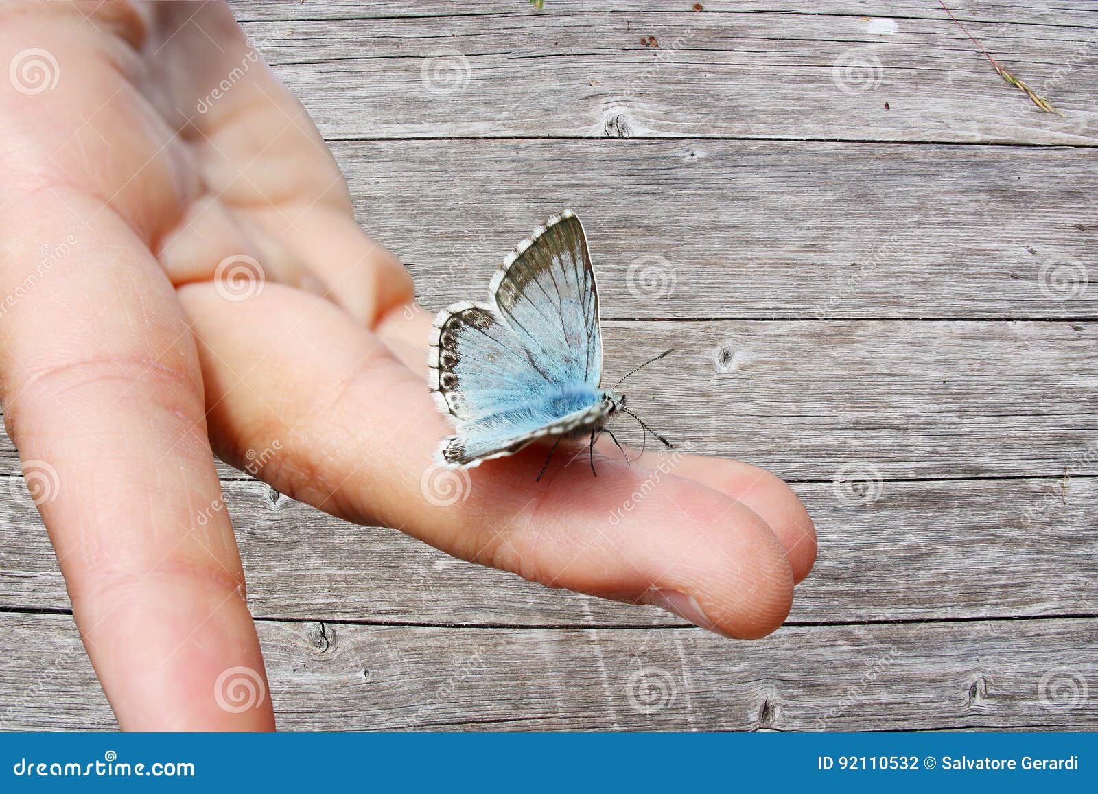 Blue Butterfly on a Hand in a Wooden Background Stock Photo - Image of ...
