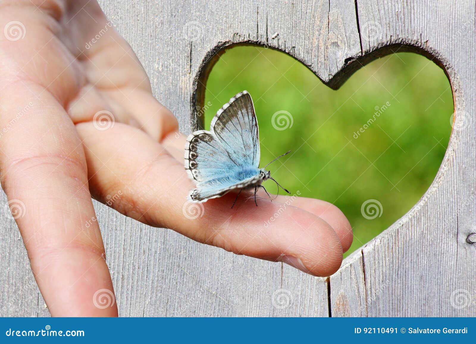 Blue Butterfly on a Hand in Wooden Background with Heart Stock Image ...