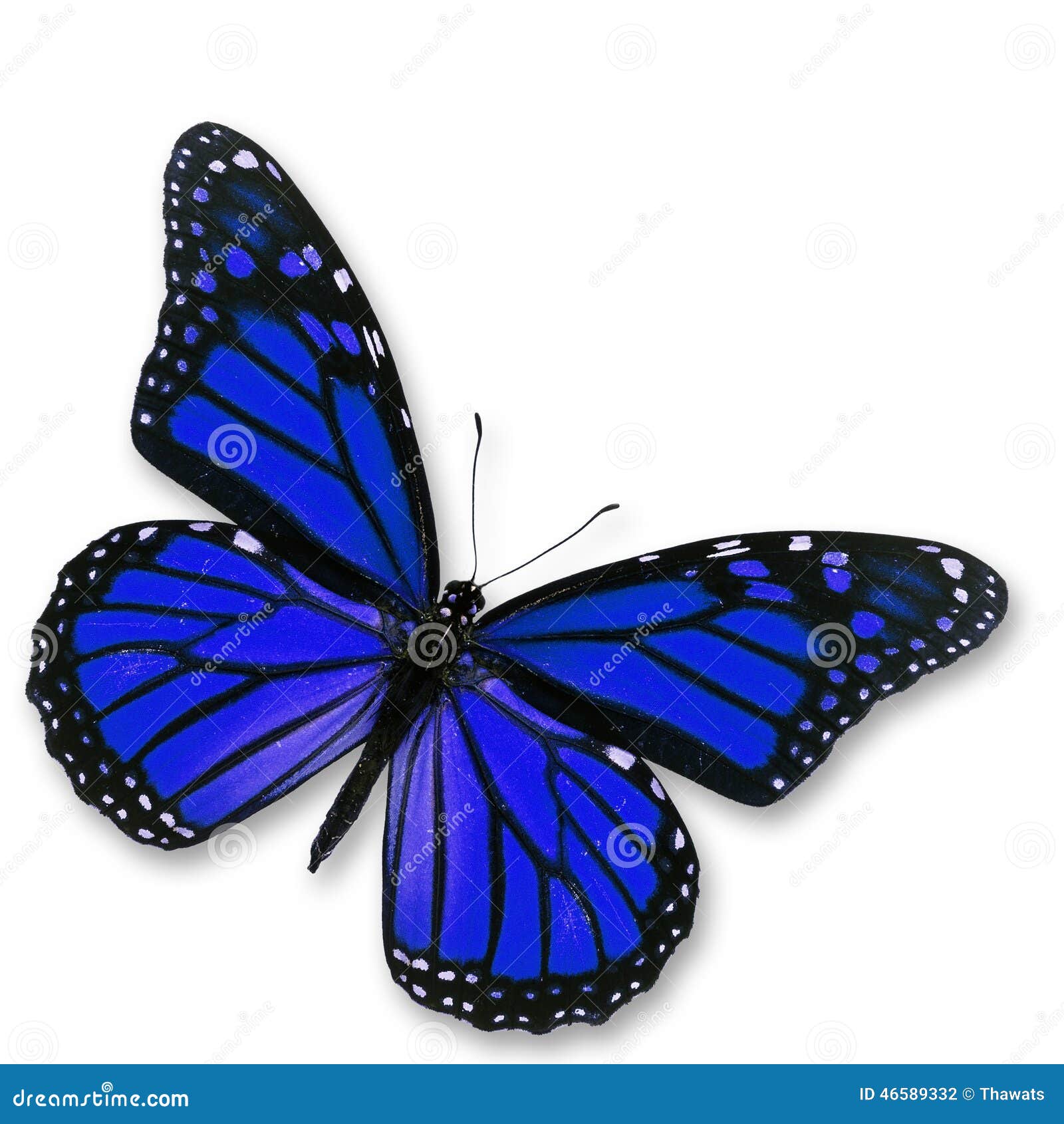 Blue Butterfly stock photo. Image of botanical, nature - 46589332