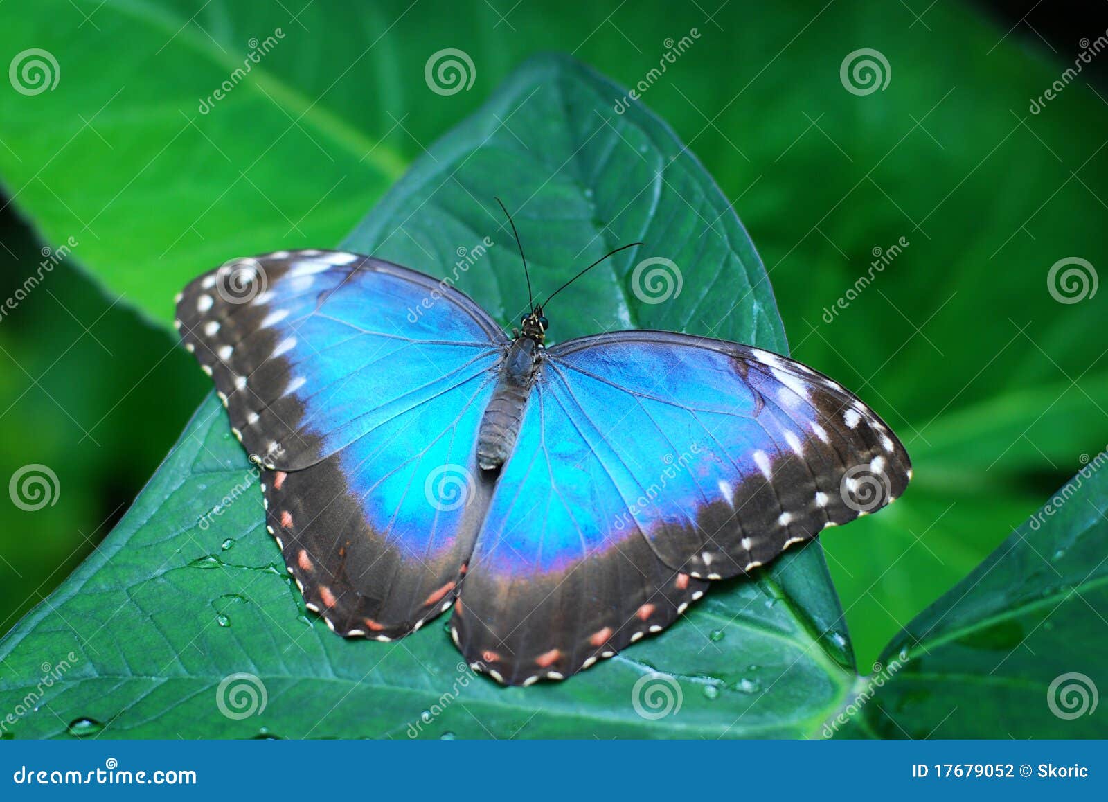 Blue butterfly on a leaf stock photo. Image of beautiful - 17679052