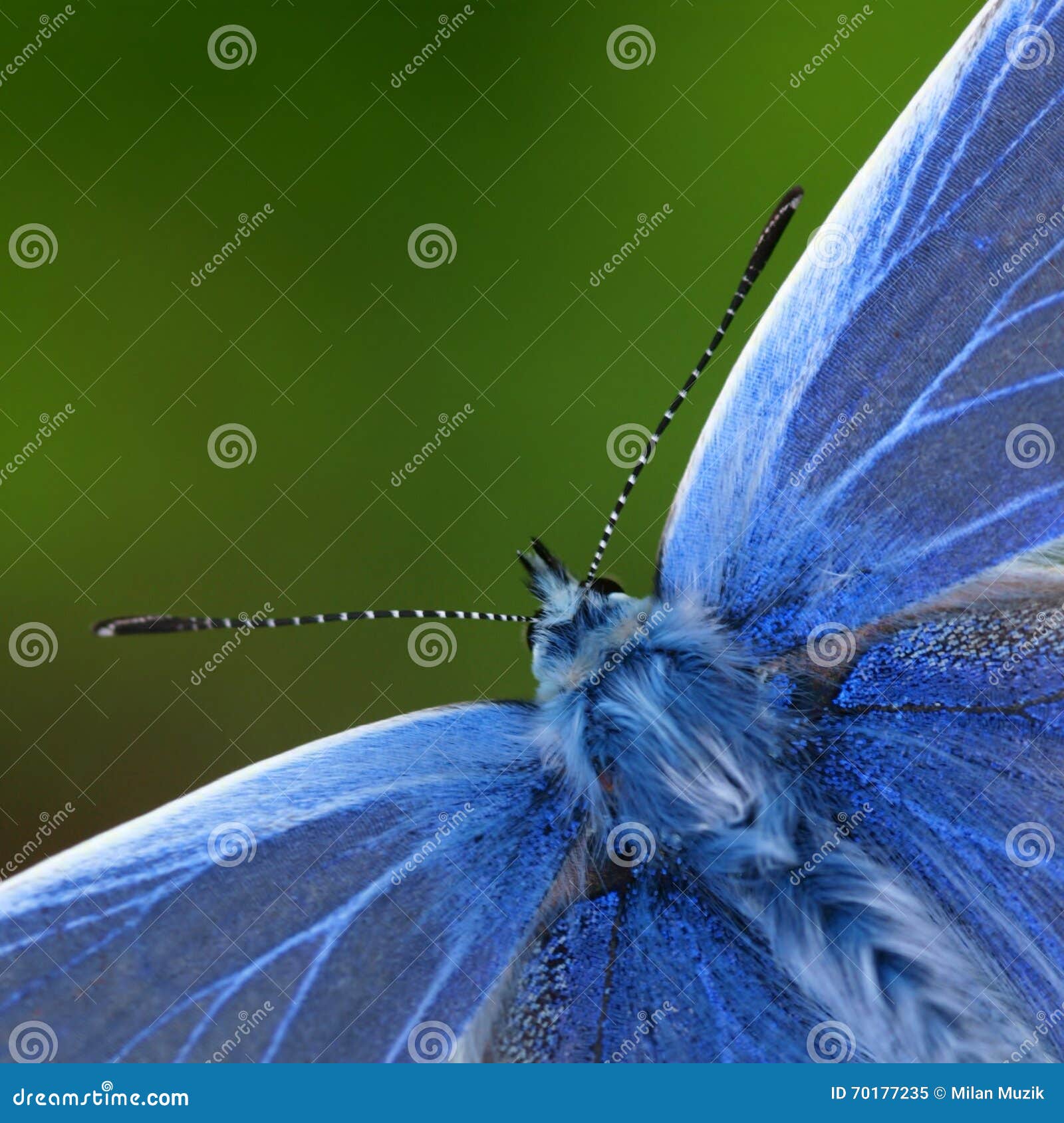 Blue Butterfly Royalty-Free Stock Photography | CartoonDealer.com #70177235