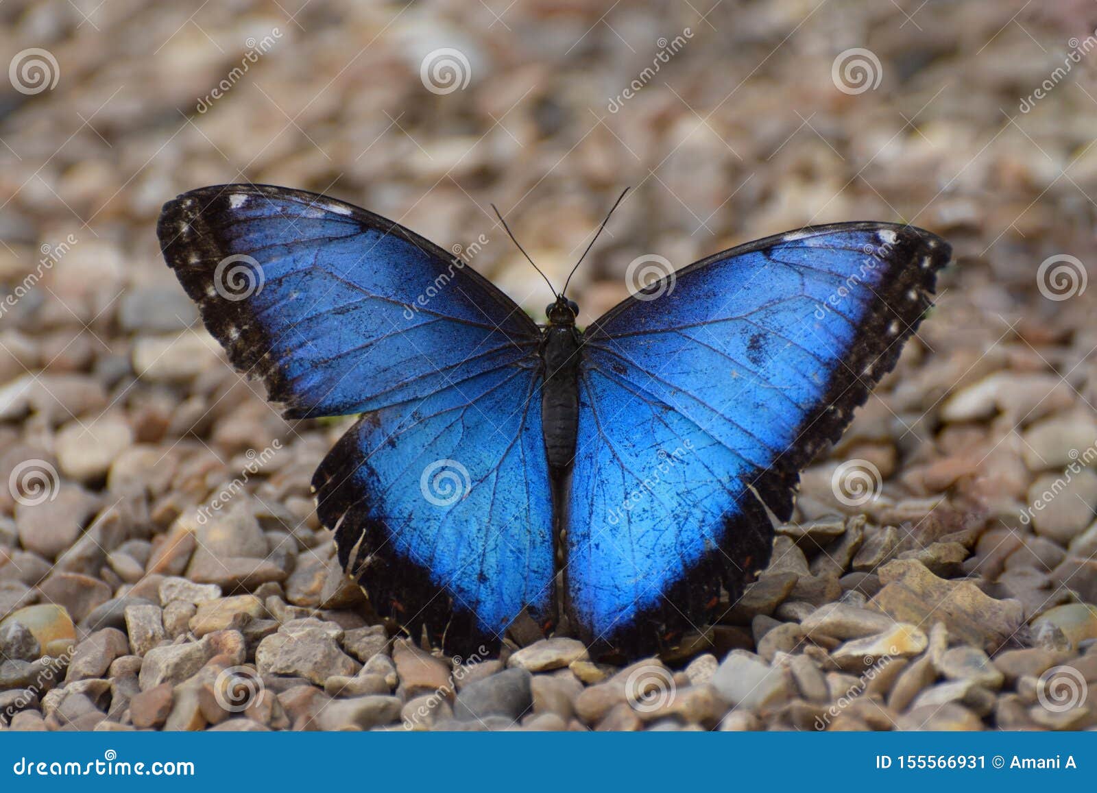 Blue Butterfly. Blue Morpho Tropical Butterfly with Open Wings Stock ...