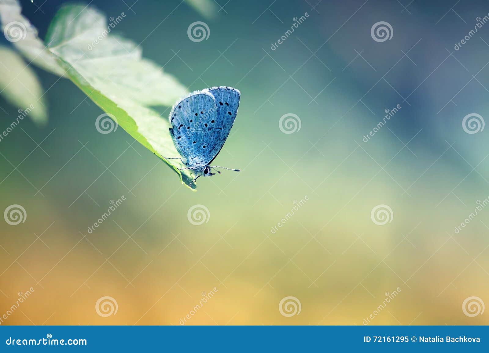 Blue Butterfly Sits on a Leaf in a Sunny Bright Day Stock Image - Image ...