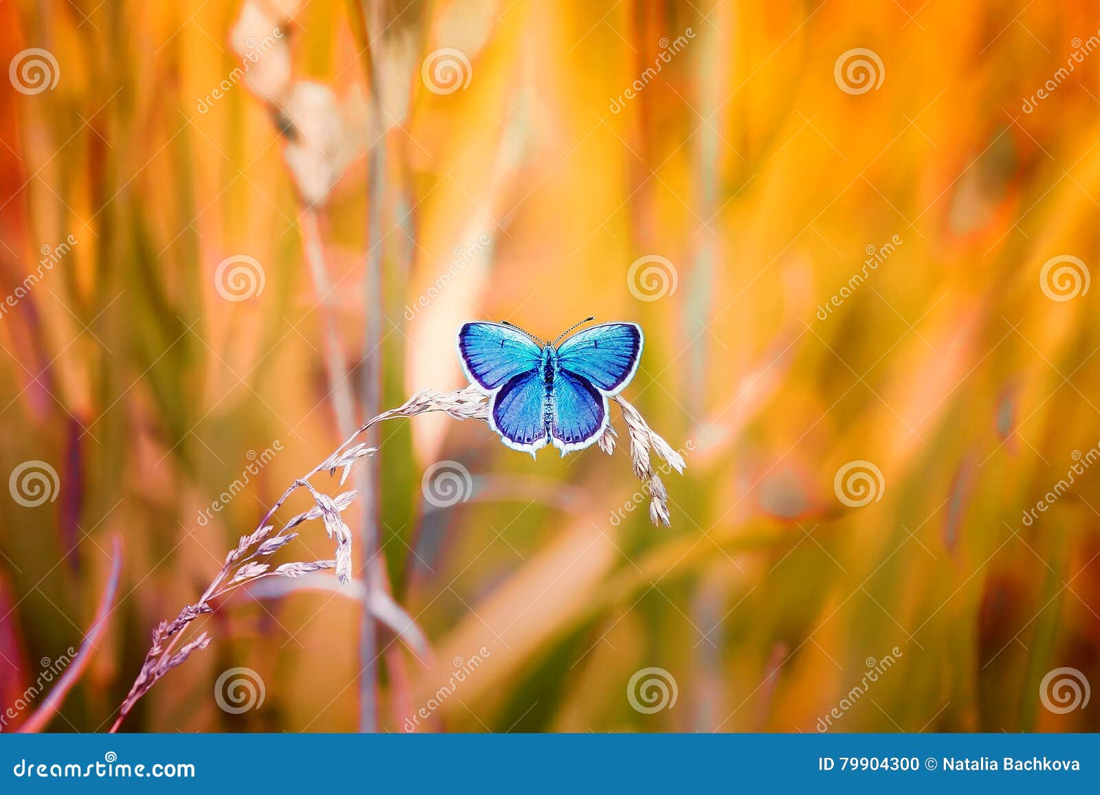 11,679 Butterfly Sunshine Stock Photos - Free & Royalty-Free Stock ...