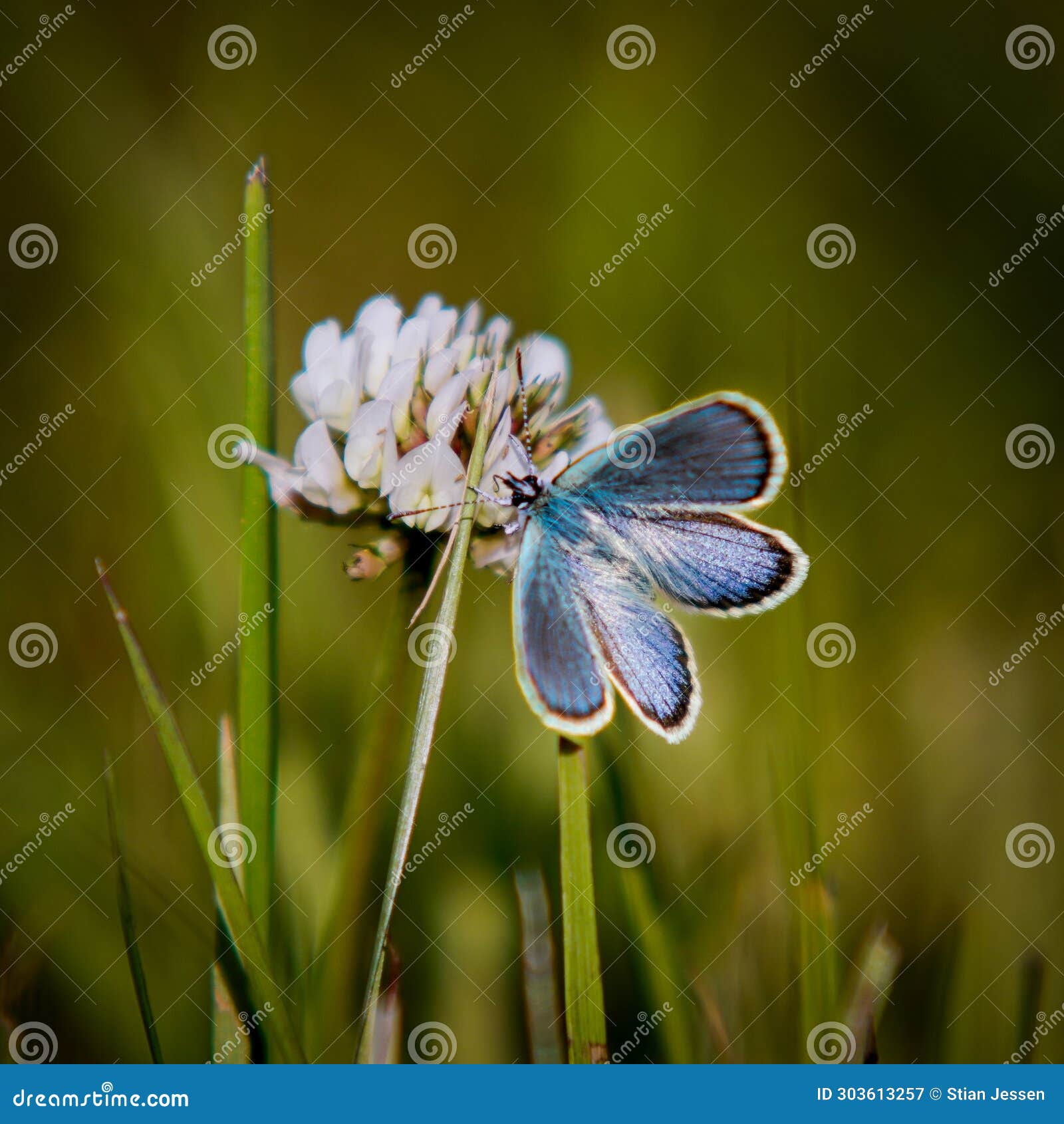 Butterfly on Clover stock image. Image of blue, butterfly - 303613257