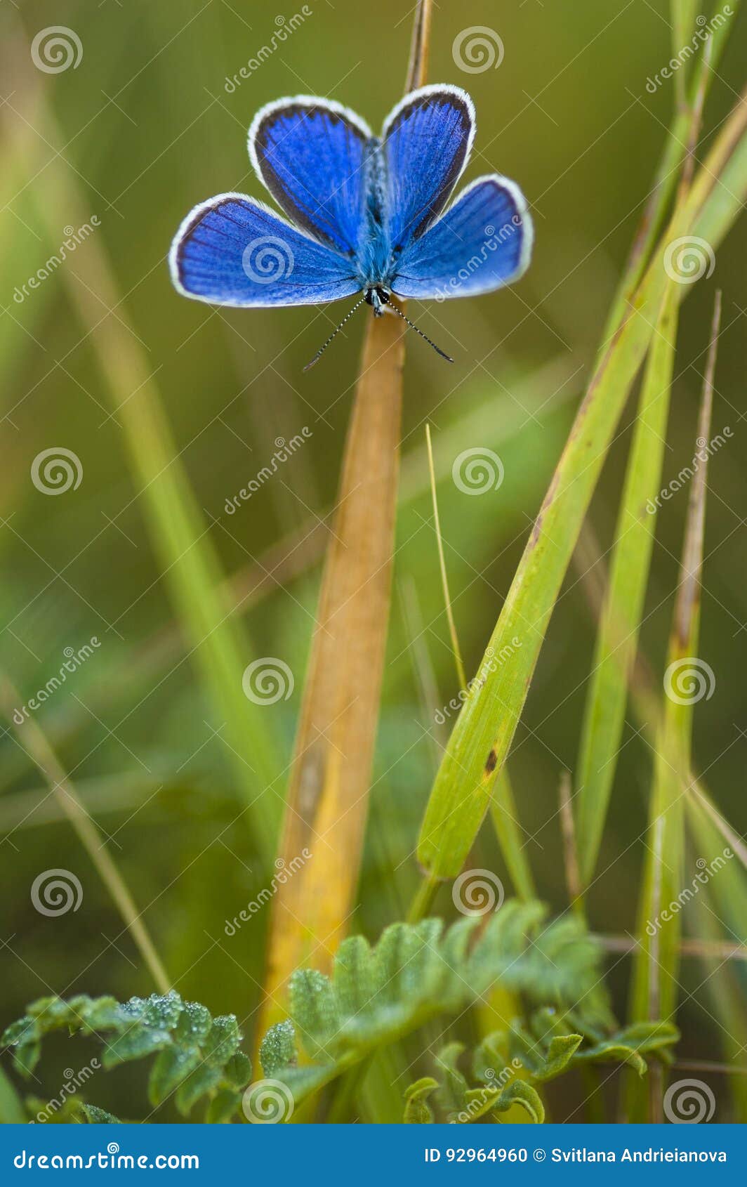 Blue butterfly on a stem stock photo. Image of insect - 92964960