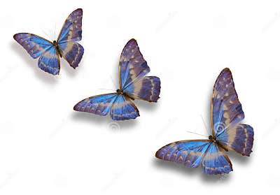 Blue butterfly stock image. Image of bright, beauty, wings - 36714691