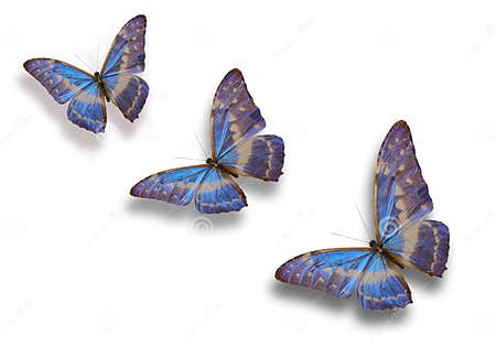 Blue butterfly stock image. Image of bright, beauty, wings - 36714691