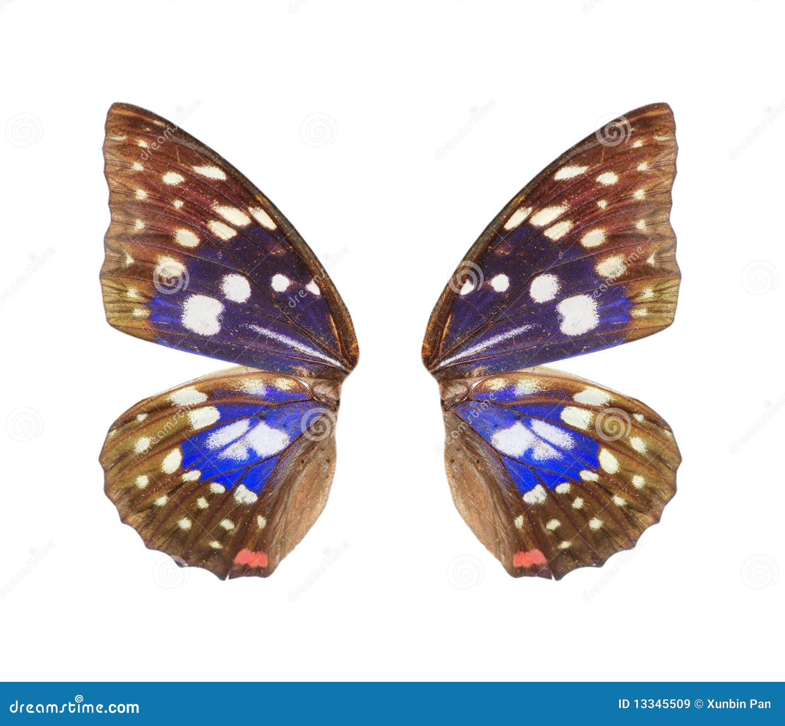 Butterfly Wing Texture Royalty-Free Stock Photography | CartoonDealer ...