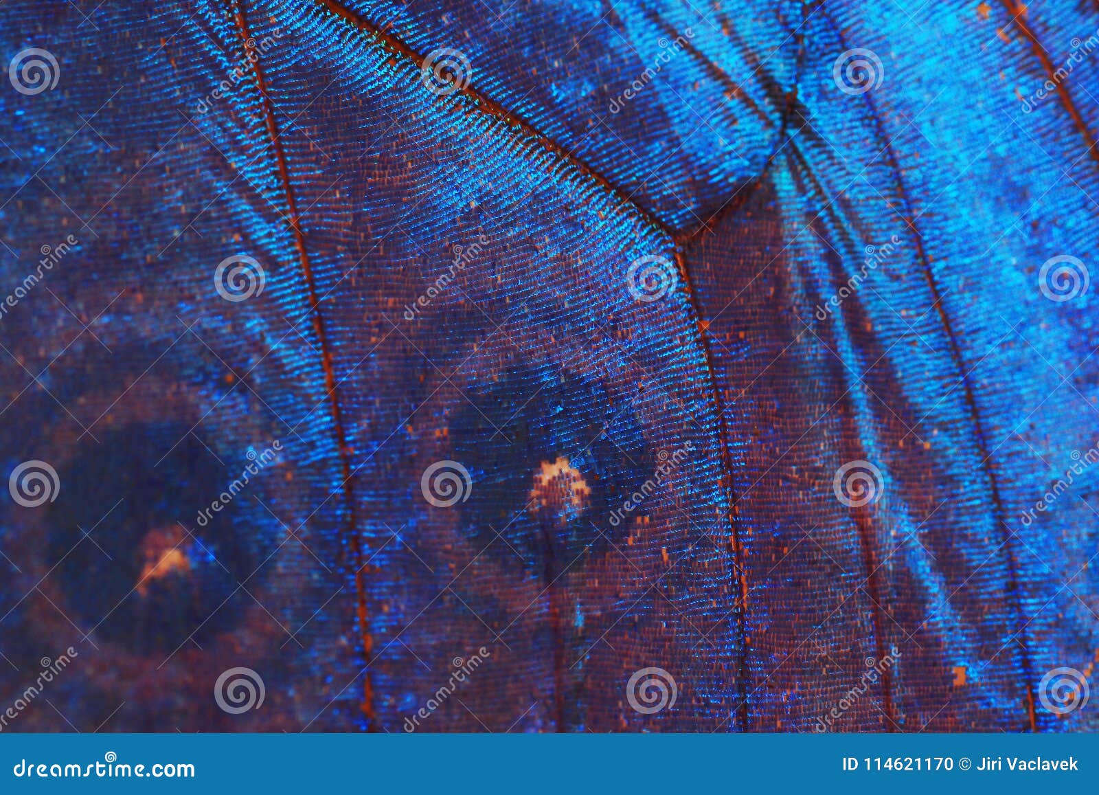 Blue Butterfly Wing Texture Stock Photo - Image of bright, close: 114621170