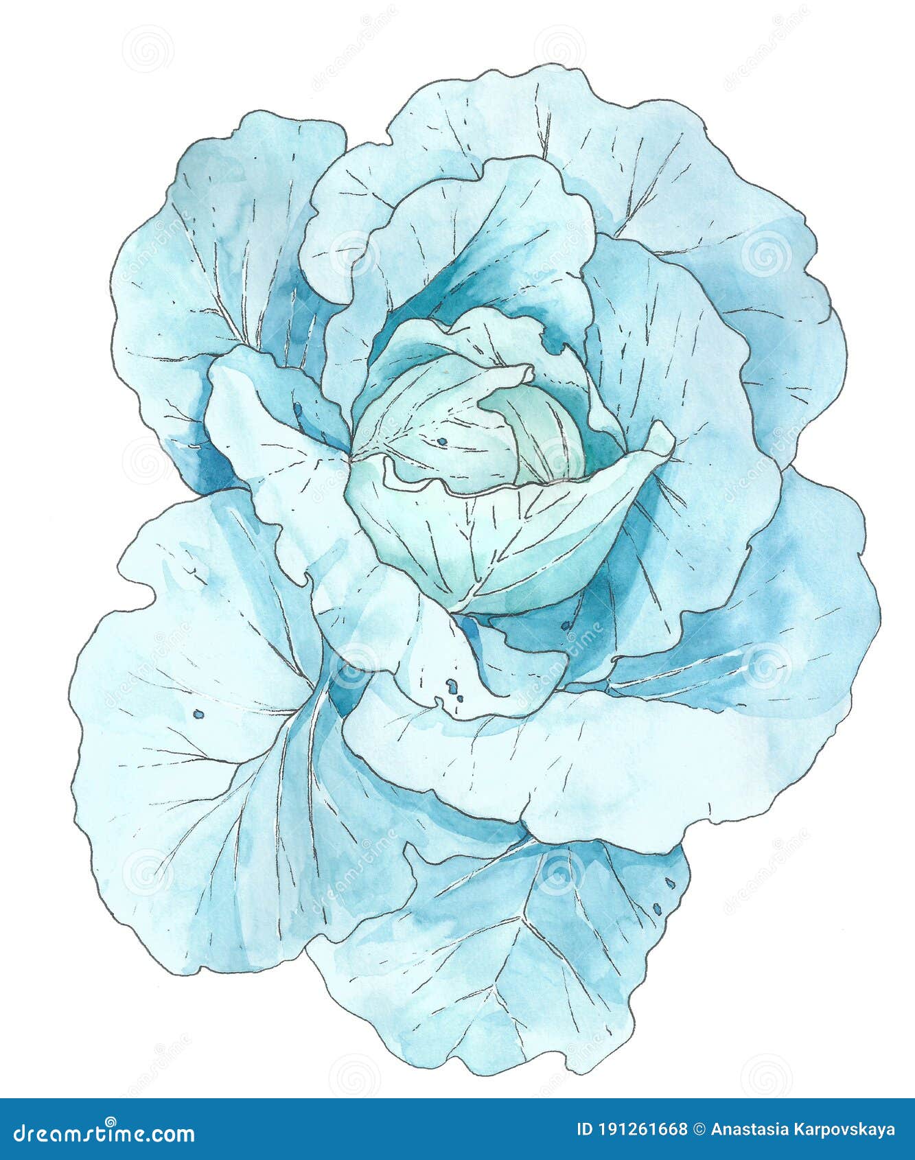 Blue Cabbage Heads Pattern Made with Watercolors and Liner Stock ...