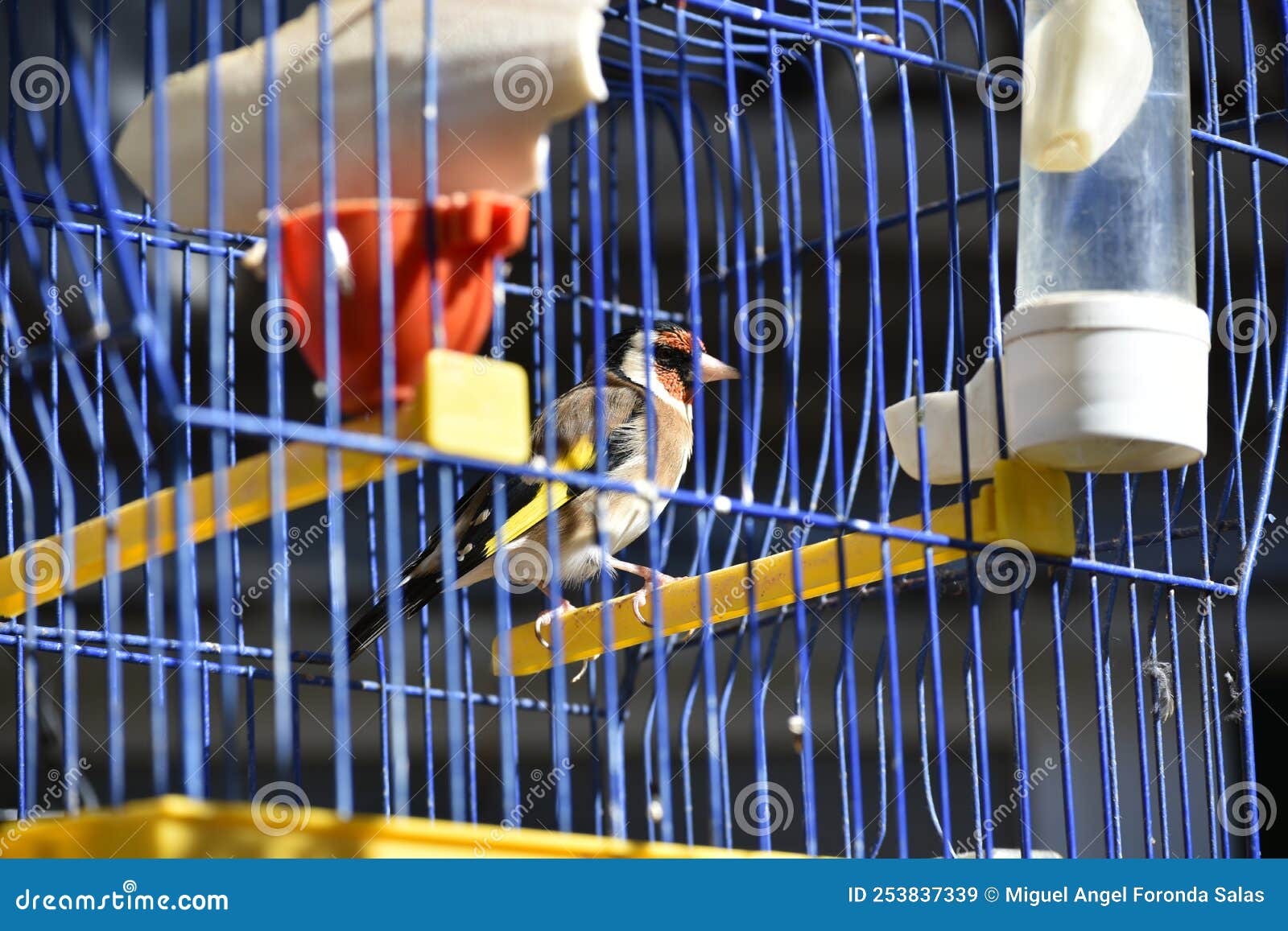 Blue Cage with a Colorful Bird Inside Stock Image - Image of animal ...