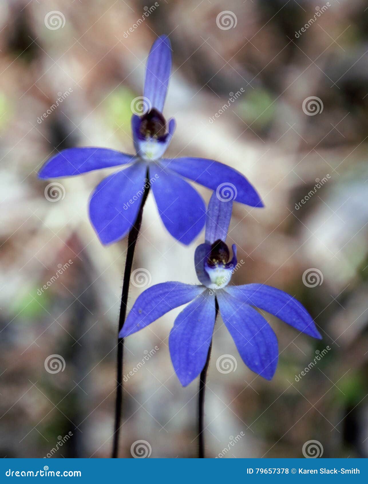 Blue Caladenia stock photo. Image of orchid, blue, flower - 79657378