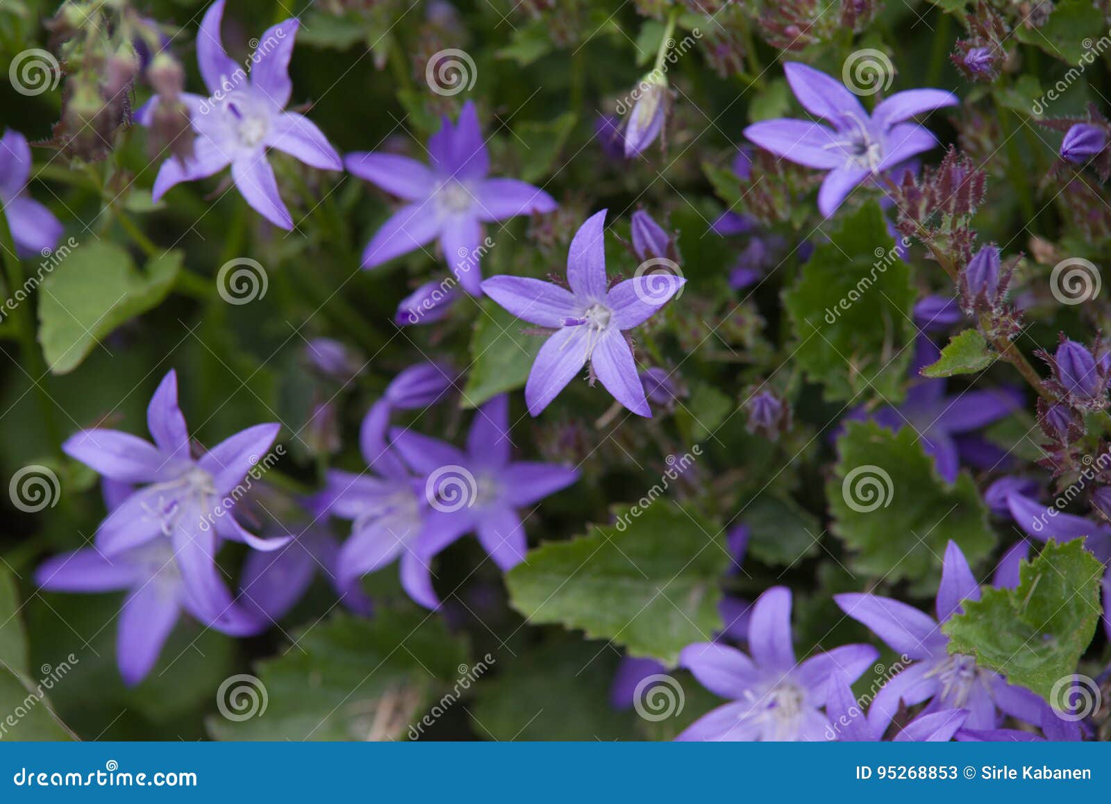 Blue Campanula Rotundifolia Stock Image - Image of bluebells, english ...