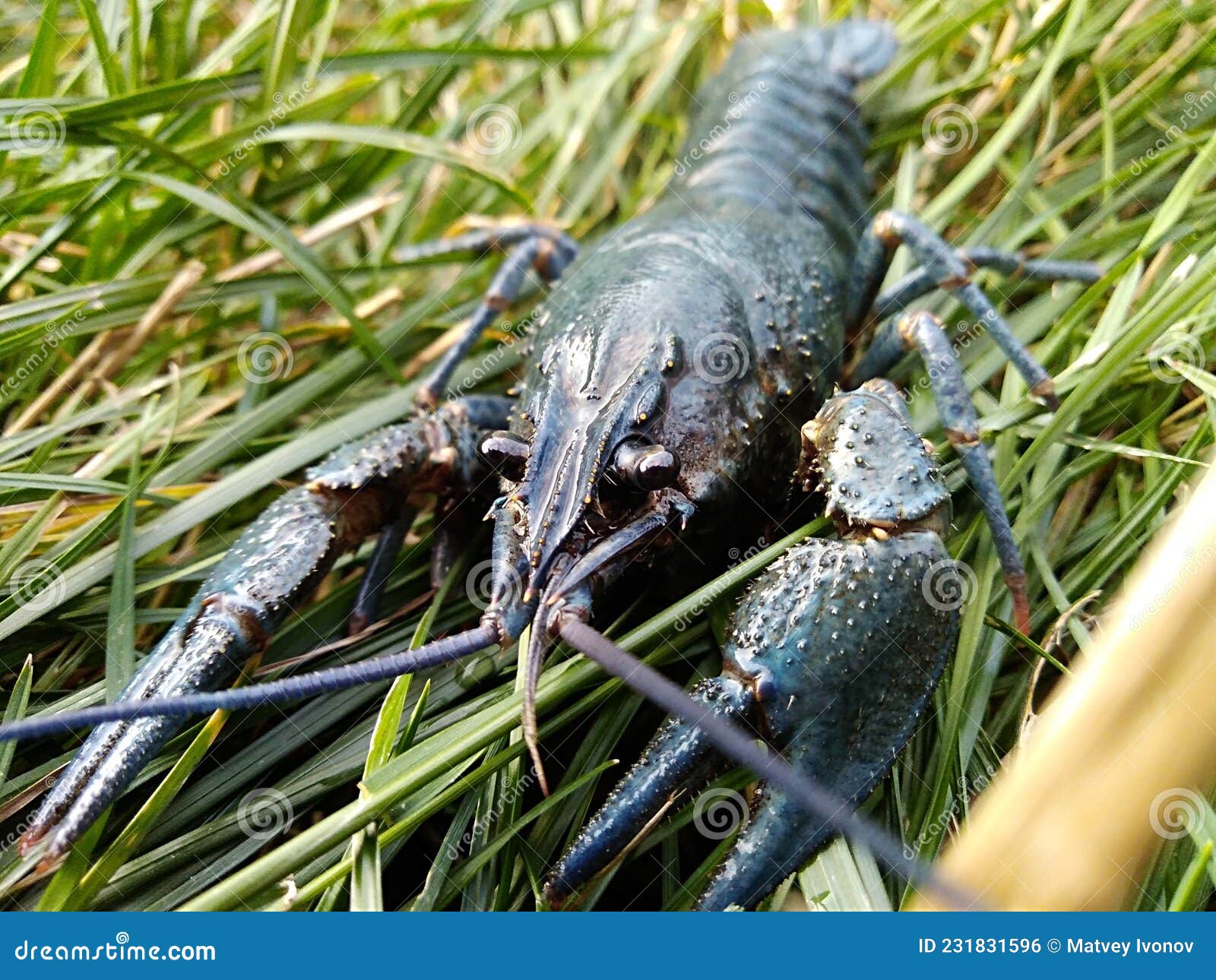 Blue cancer on the grass stock photo. Image of invertebrate - 231831596